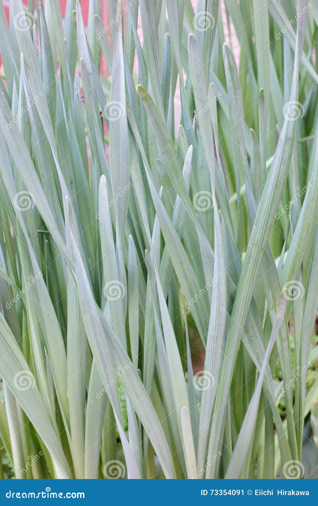 Fresh leaves plant stock image. Image of sharpen, plant - 73354091