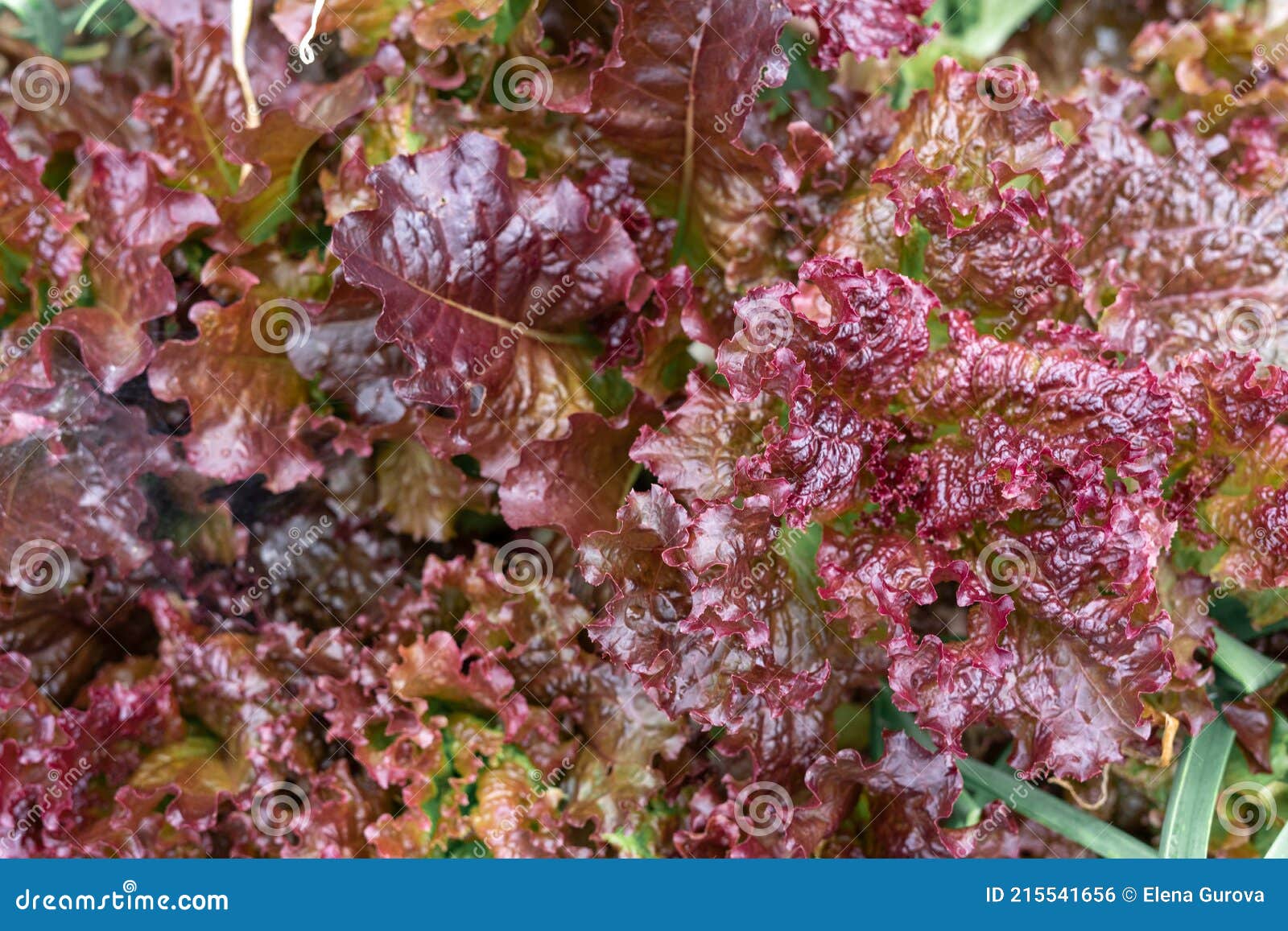 Fresh Leaves of Red Leaf Lettuce. Natural Background Stock Photo ...