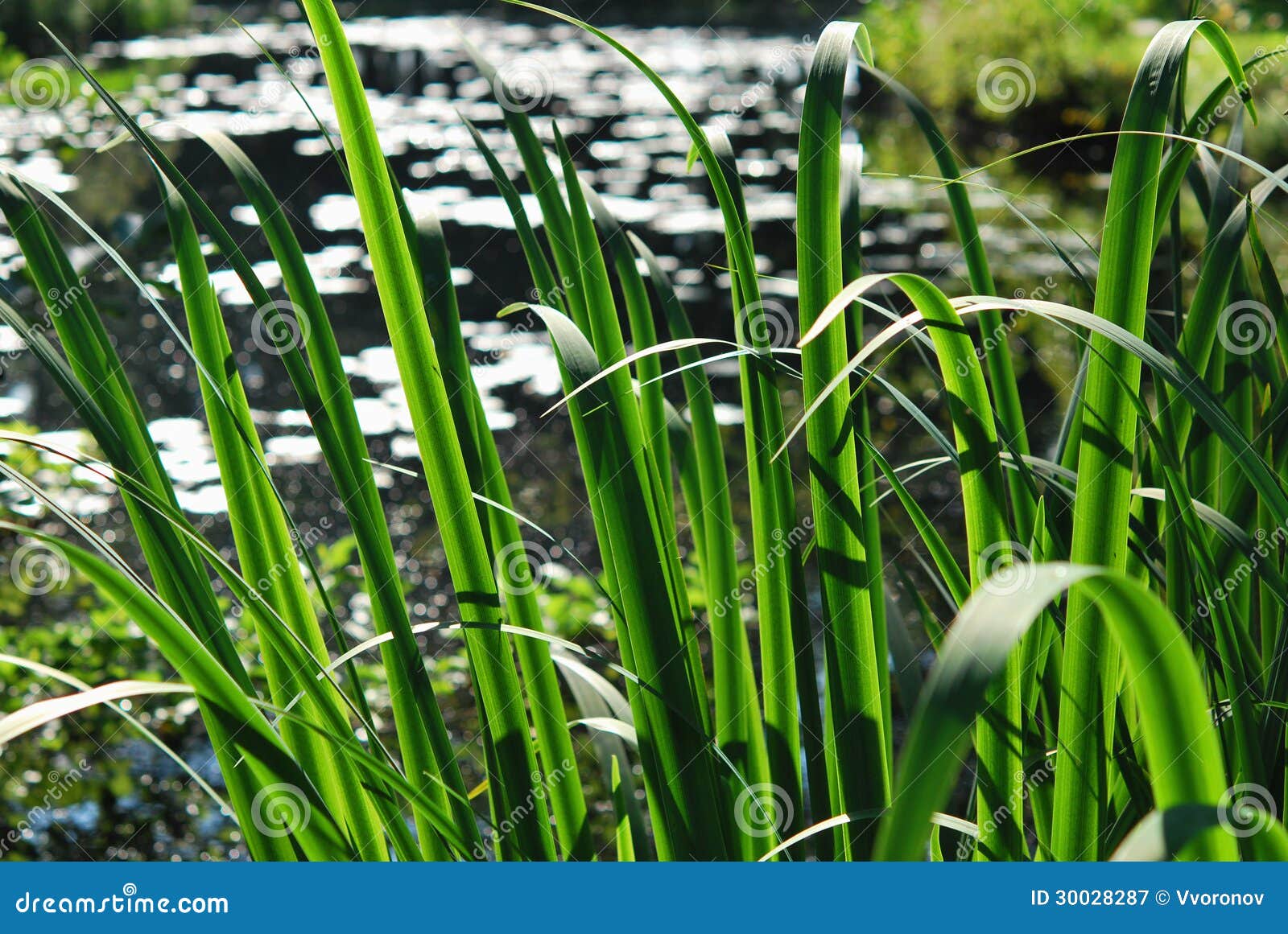 Rush Leaves stock image. Image of swamp, rush, water - 30028287