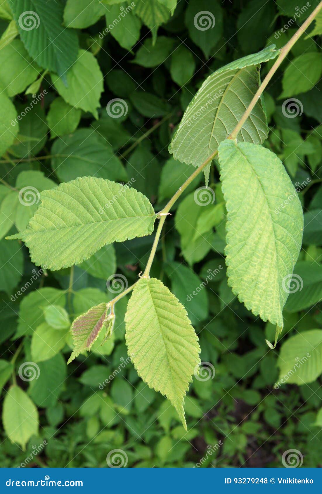 Fresh Leaves of Smooth-leaf Elm Stock Photo - Image of closeup, light ...