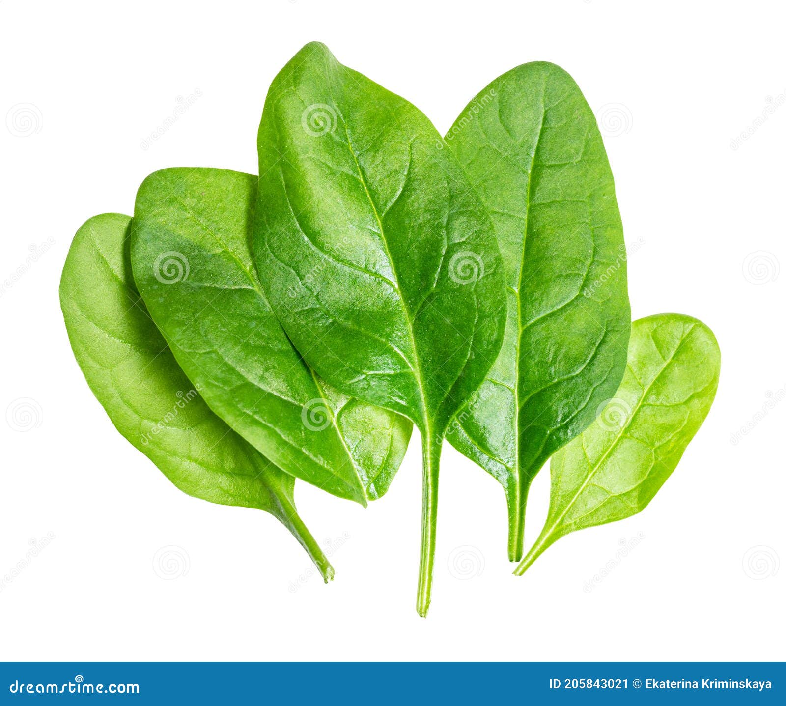 Fresh Leaves of Spinach Leafy Vegetable Cut Out Stock Image - Image of ...