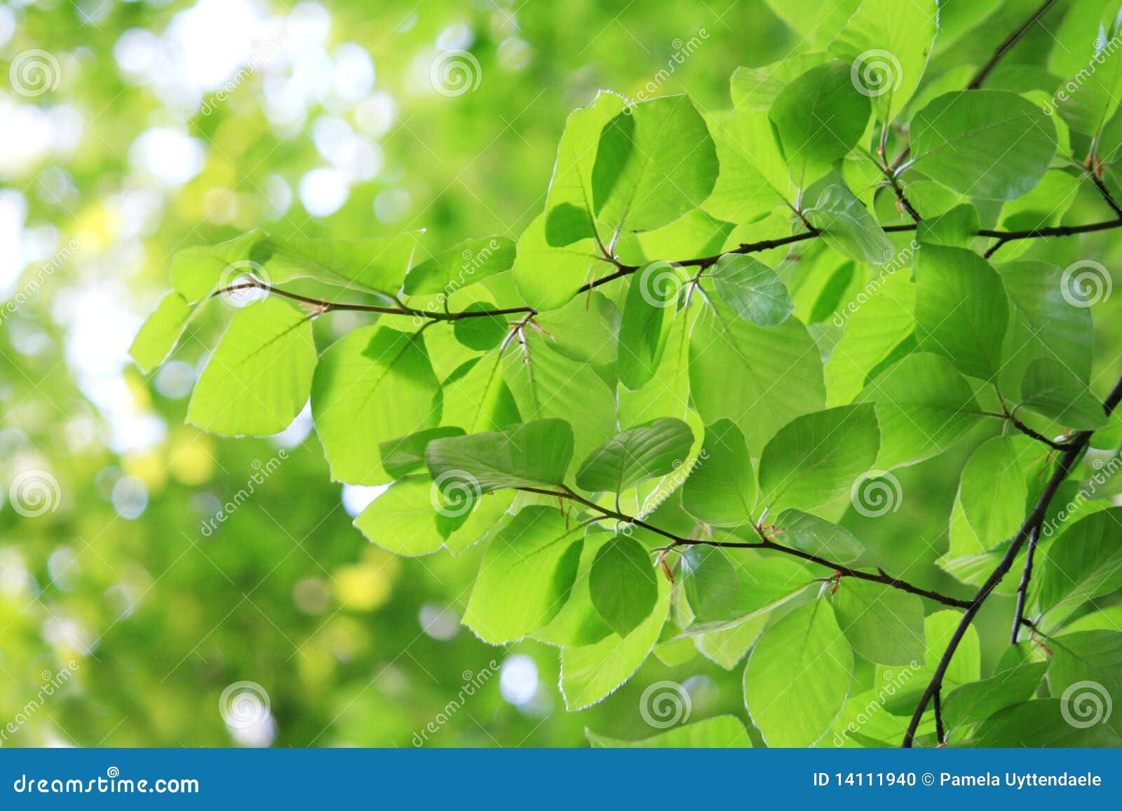 Fresh leaves in spring stock photo. Image of vibrant - 14111940