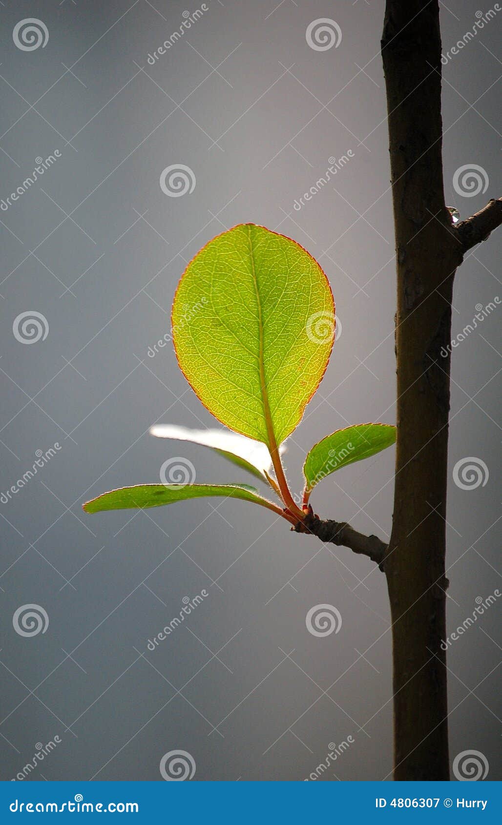 Fresh leaves in spring stock image. Image of sunshine - 4806307