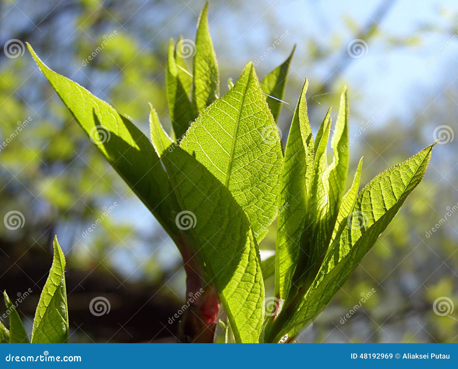 Fresh leaves in spring stock image. Image of transparent - 48192969