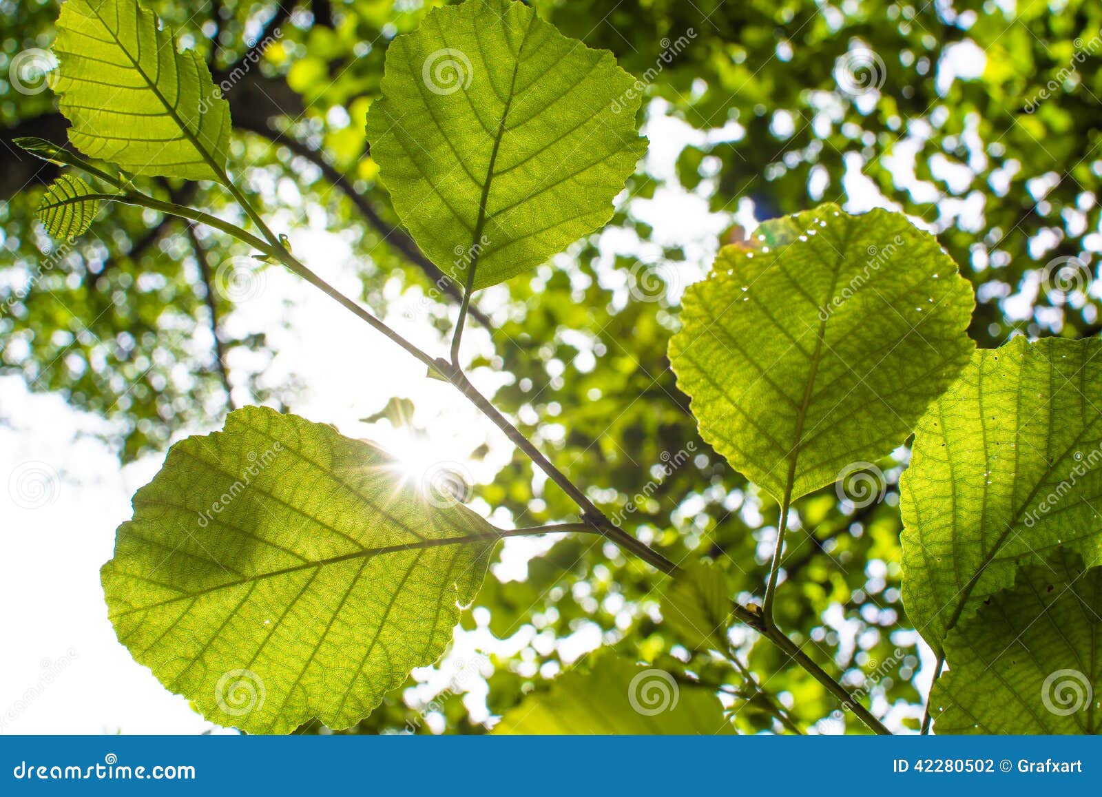 Fresh Leaves in the Sunlight Stock Photo - Image of climate, meditation ...