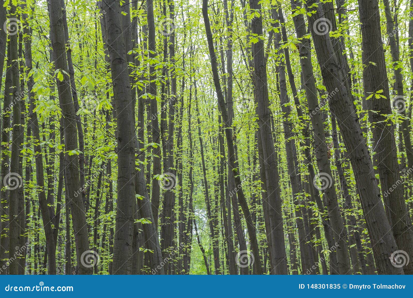 Fresh Leaves on Trees in the Spring Forest Stock Image - Image of ...