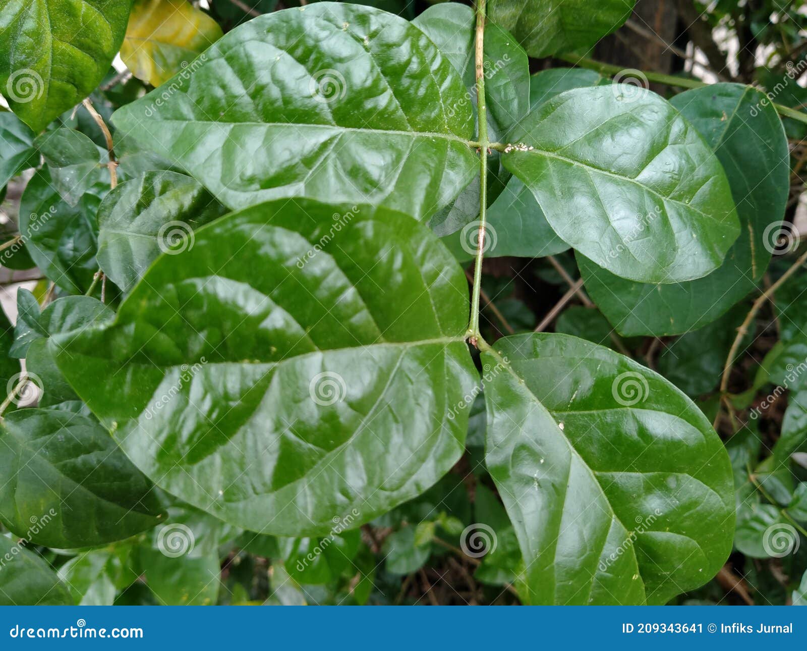 Fresh Leaves on the Yard (anamirta Cocculus Stock Image - Image of palm ...