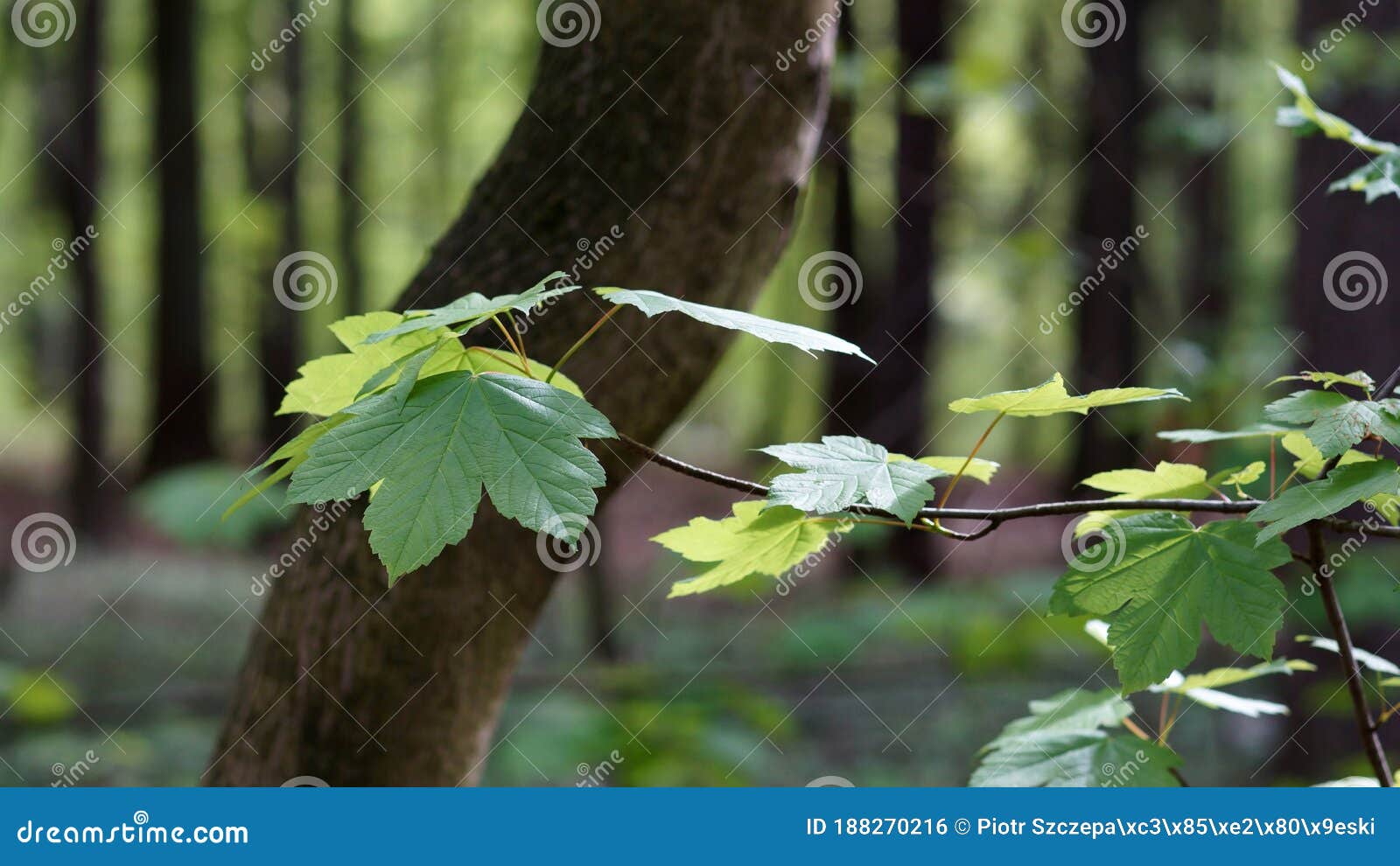 Fresh Leaves on a Young Maple, Spring Forest, Fuzzy Background Stock ...