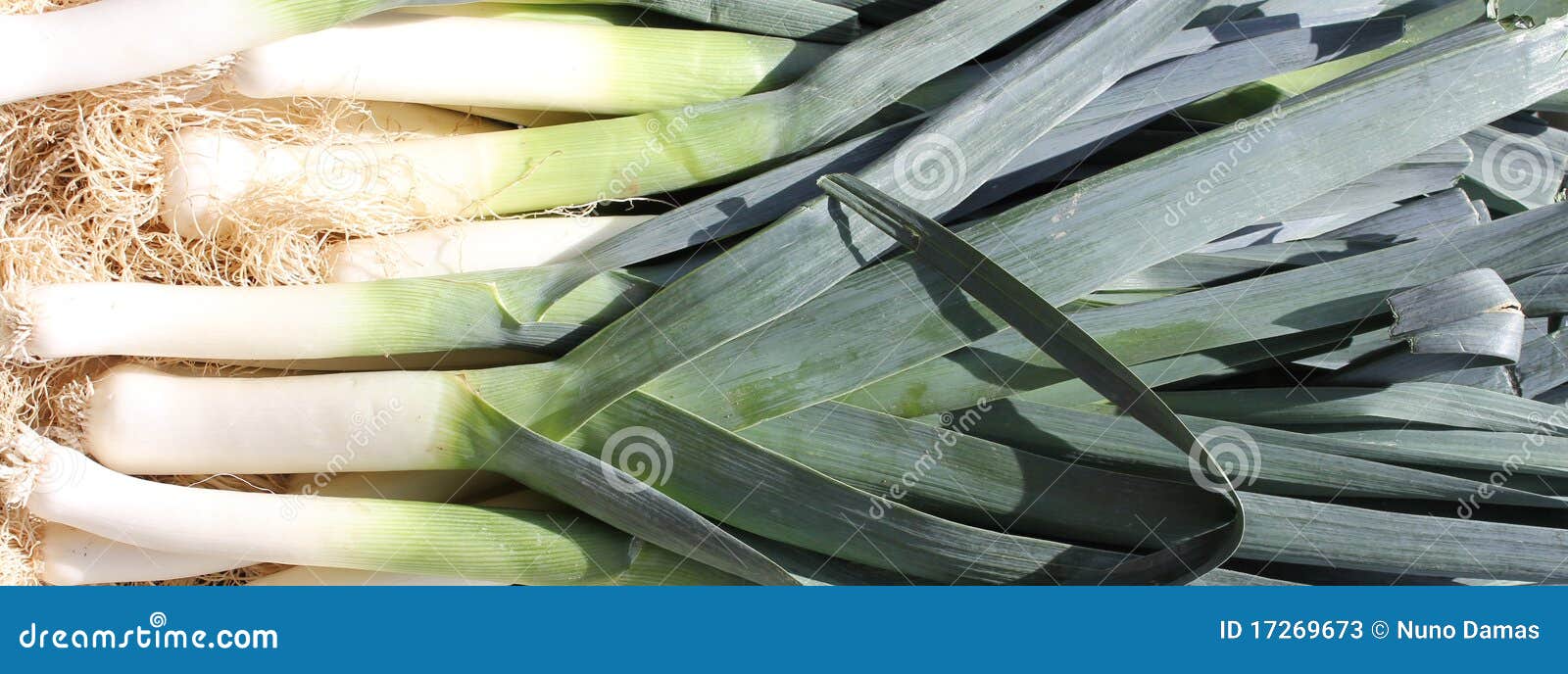 Fresh leek stock image. Image of field, food, vegetable - 17269673