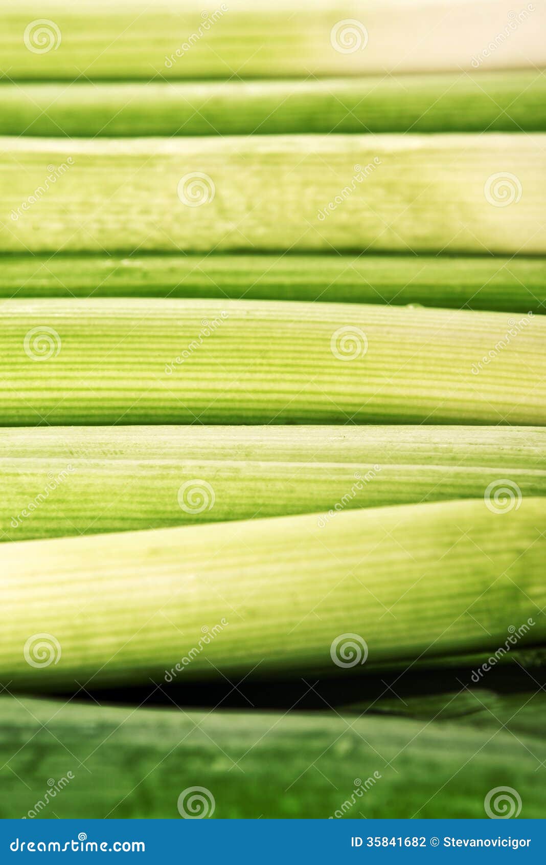 Fresh Leek As Natural Background Stock Photo - Image of agriculture ...