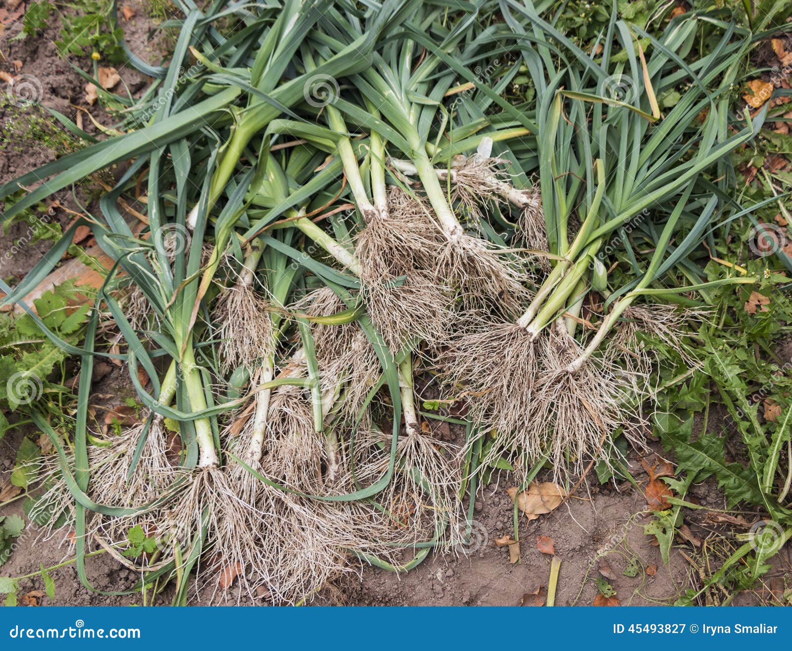 Fresh leek stock image. Image of friends, tasty, food - 45493827