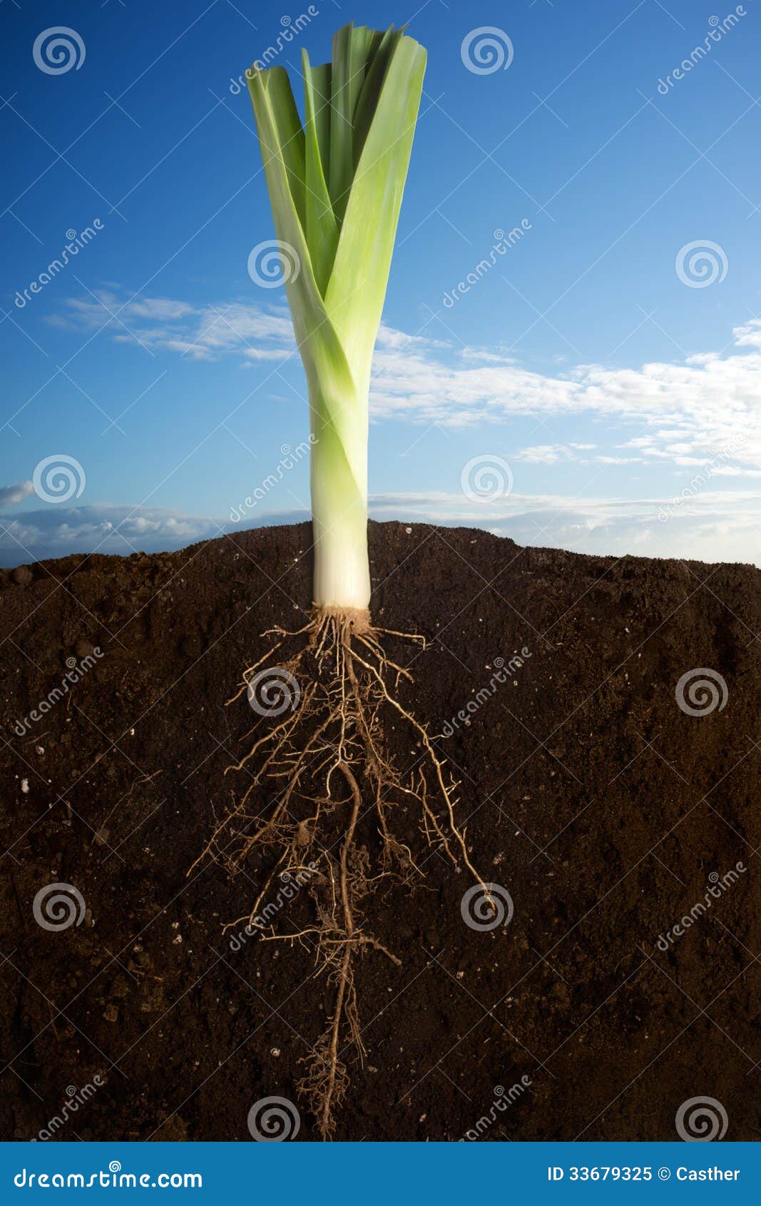 Fresh Leek stock image. Image of organic, leek, crop - 33679325