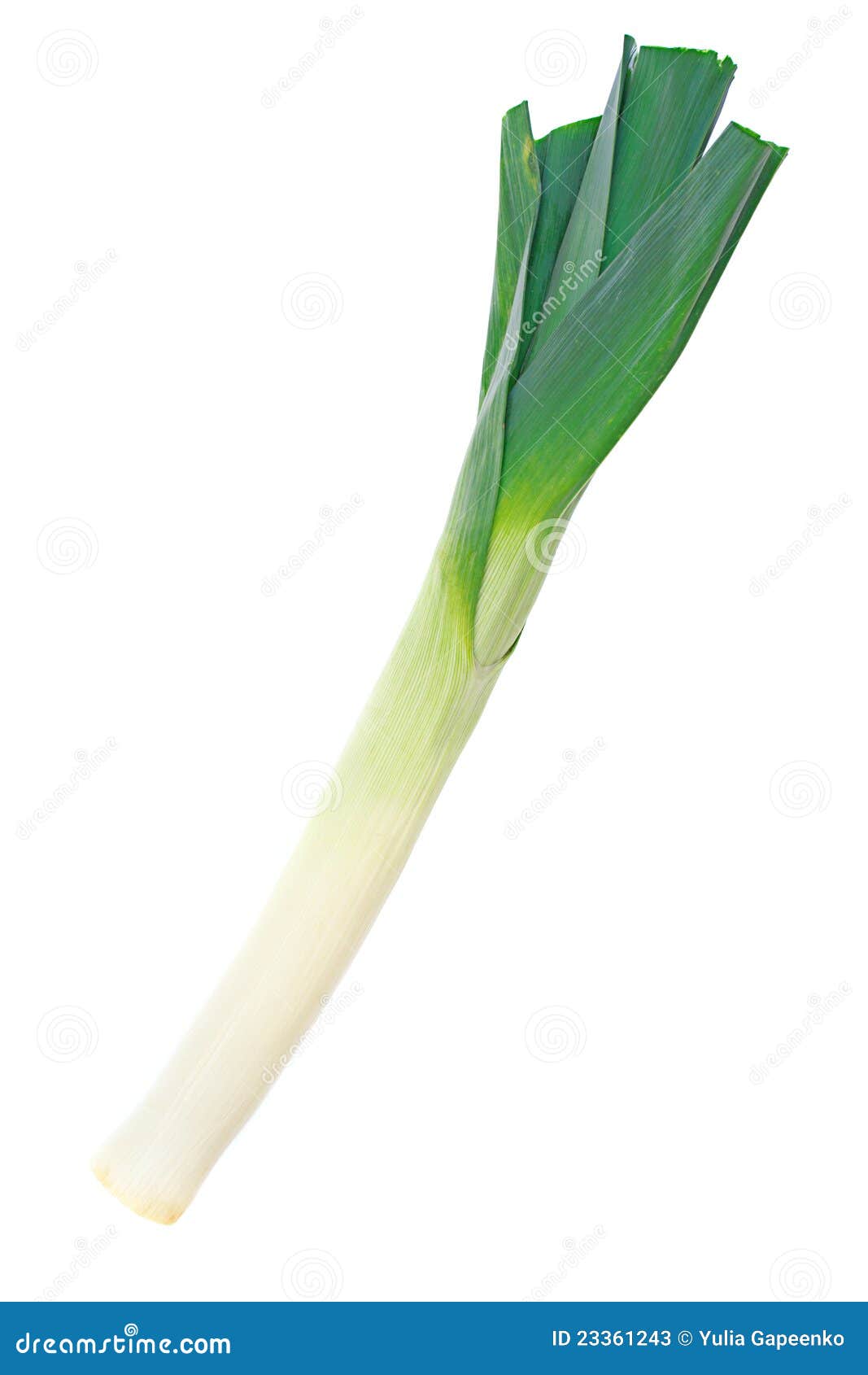 Fresh Leek on White Background Stock Image - Image of fiber, macro ...