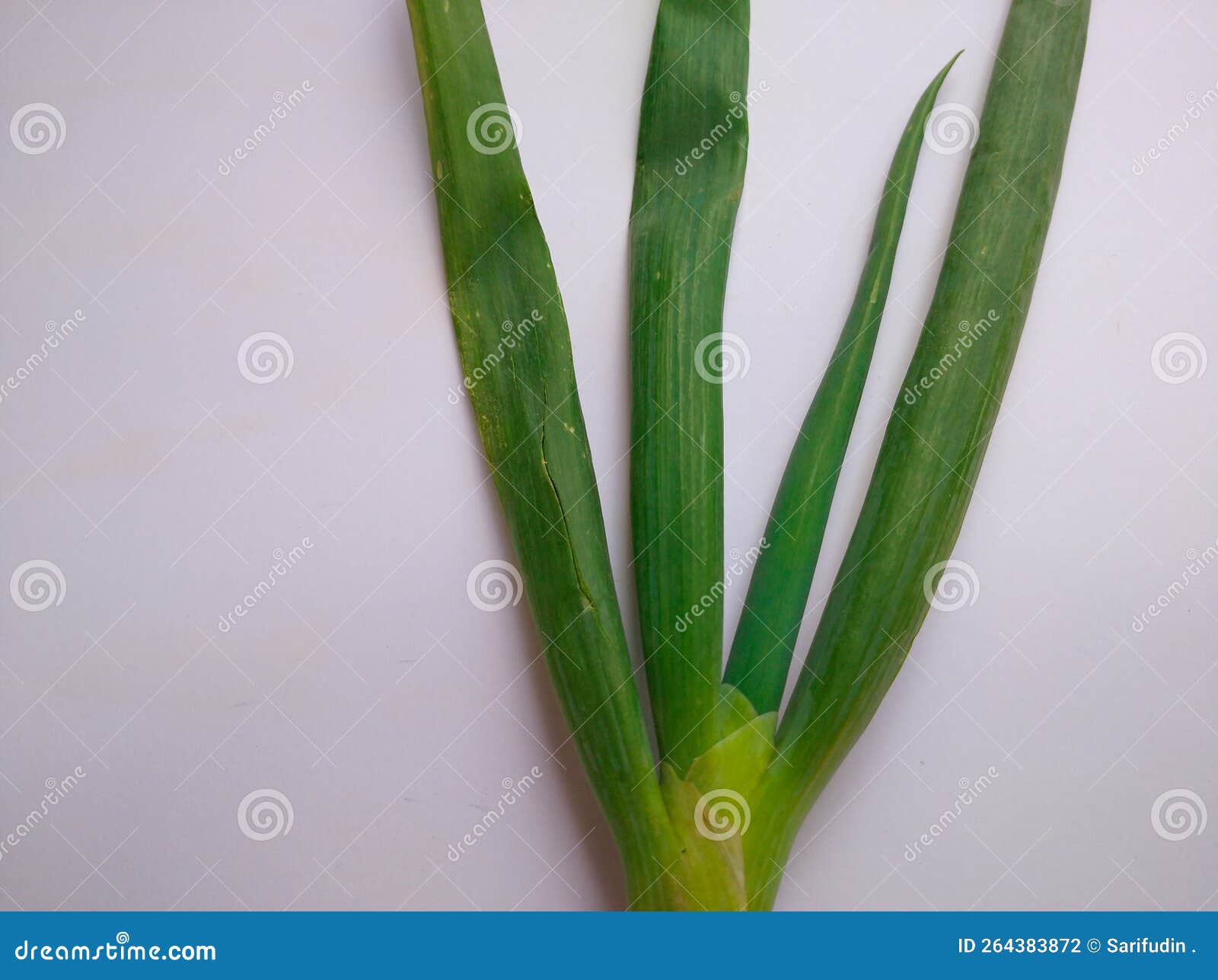 Fresh Leek on a White Background Stock Photo - Image of plant, produce ...