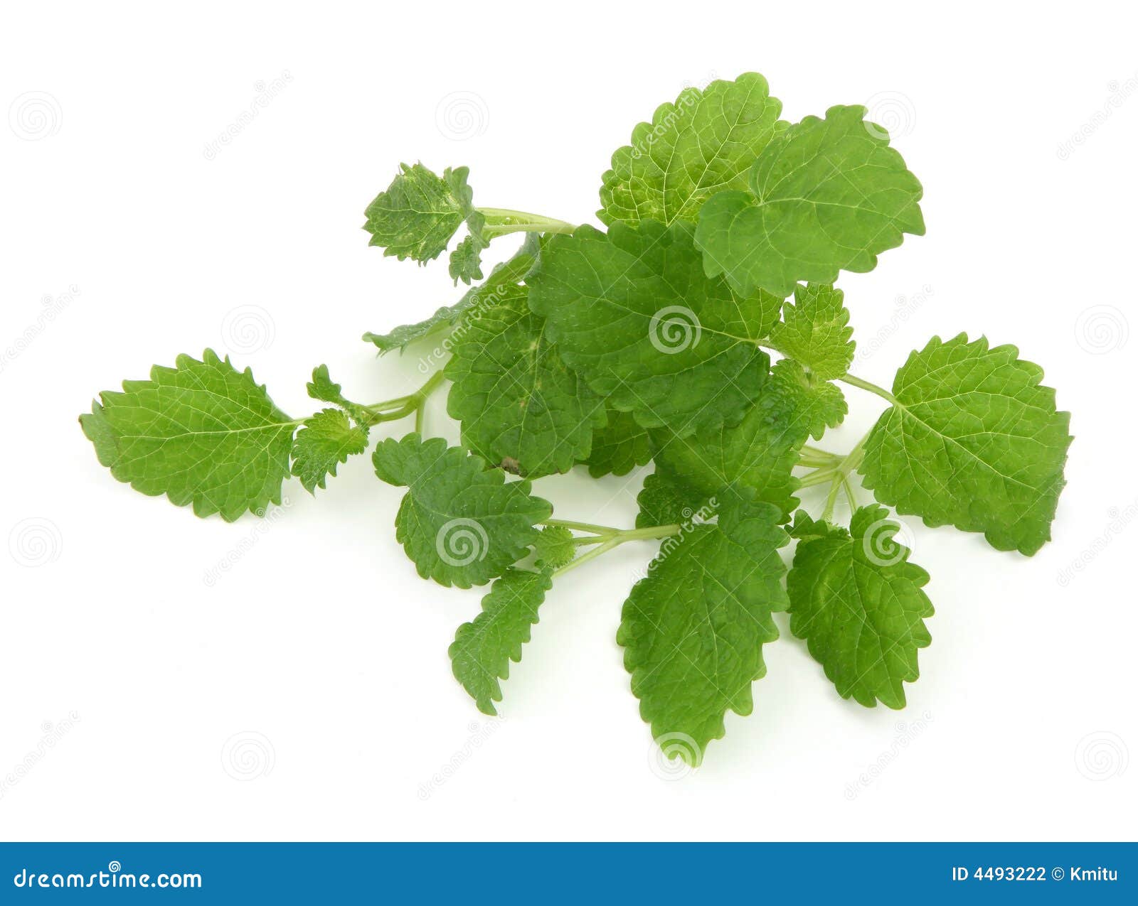 Fresh lemon balm leaves stock photo. Image of green, lamiaceae - 4493222