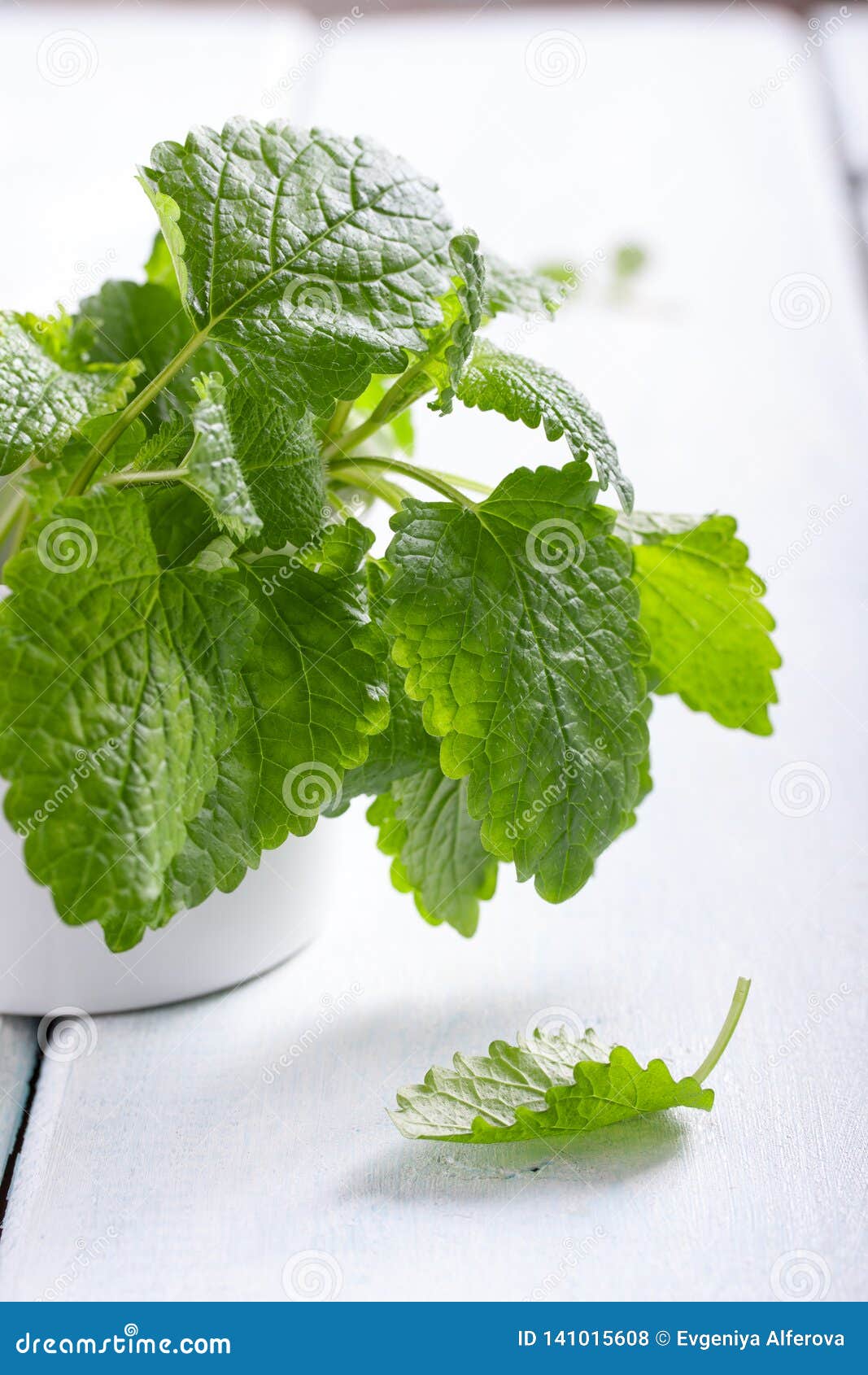 Fresh Lemon Balm Leaves . Melissa Officinalis Stock Photo - Image of ...