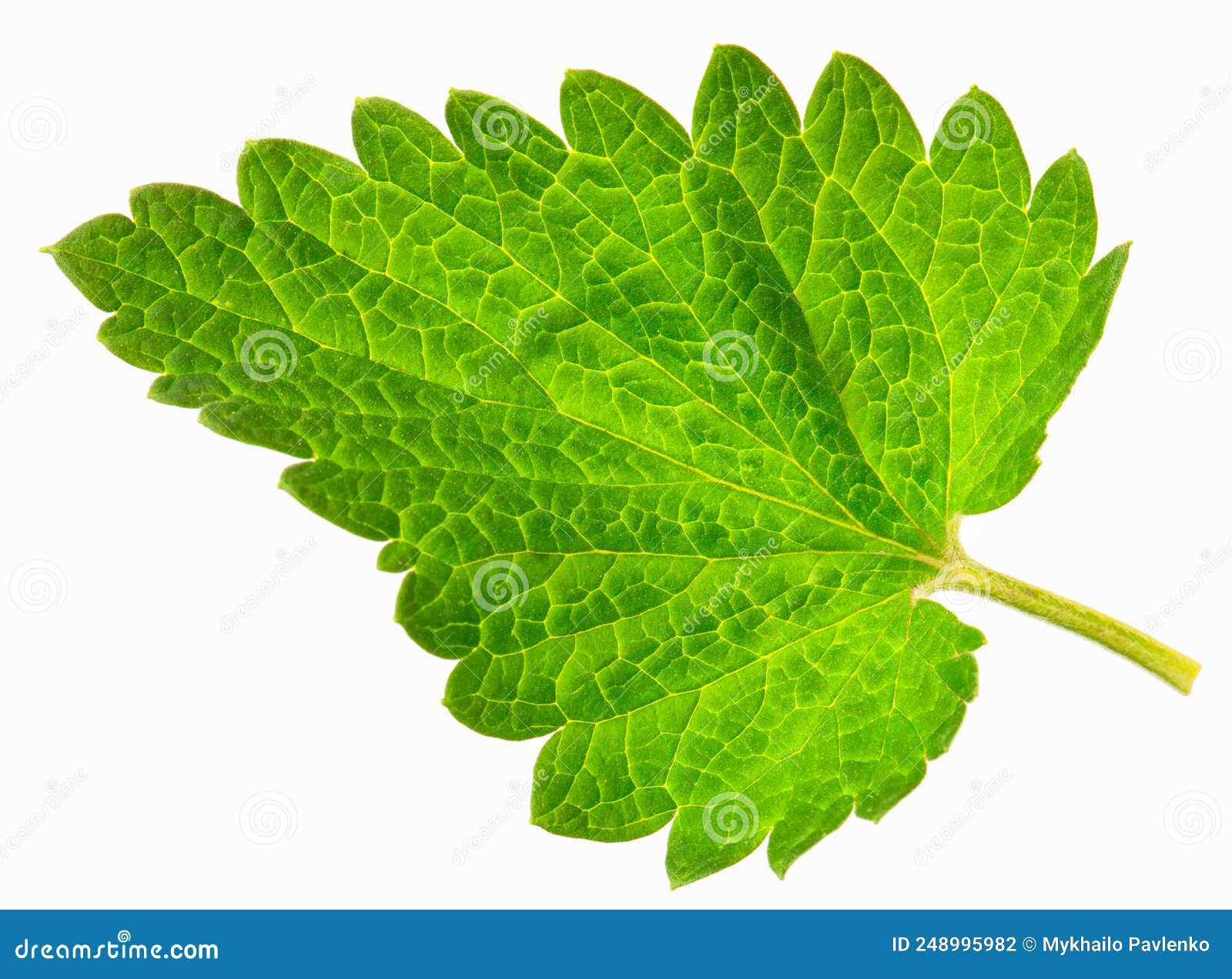 Fresh Lemon Balm Leaves on a White Background Stock Photo - Image of ...