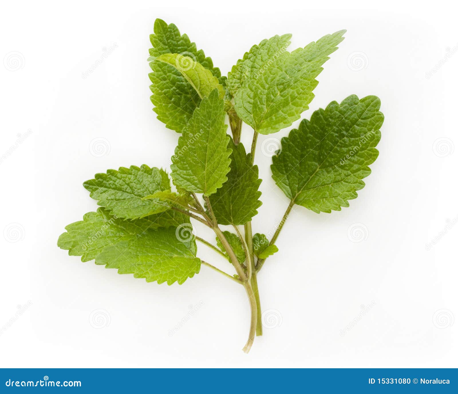 Lemon Balm, Melissa Officinalis, Group Of Mint Balm Fresh Plants ...