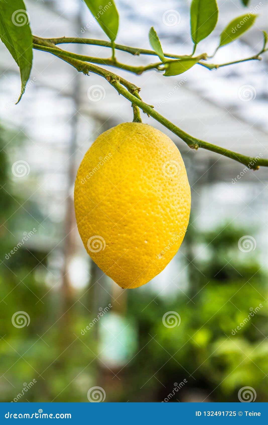 Fresh lemon stock image. Image of citrus, detail, branch - 132491725