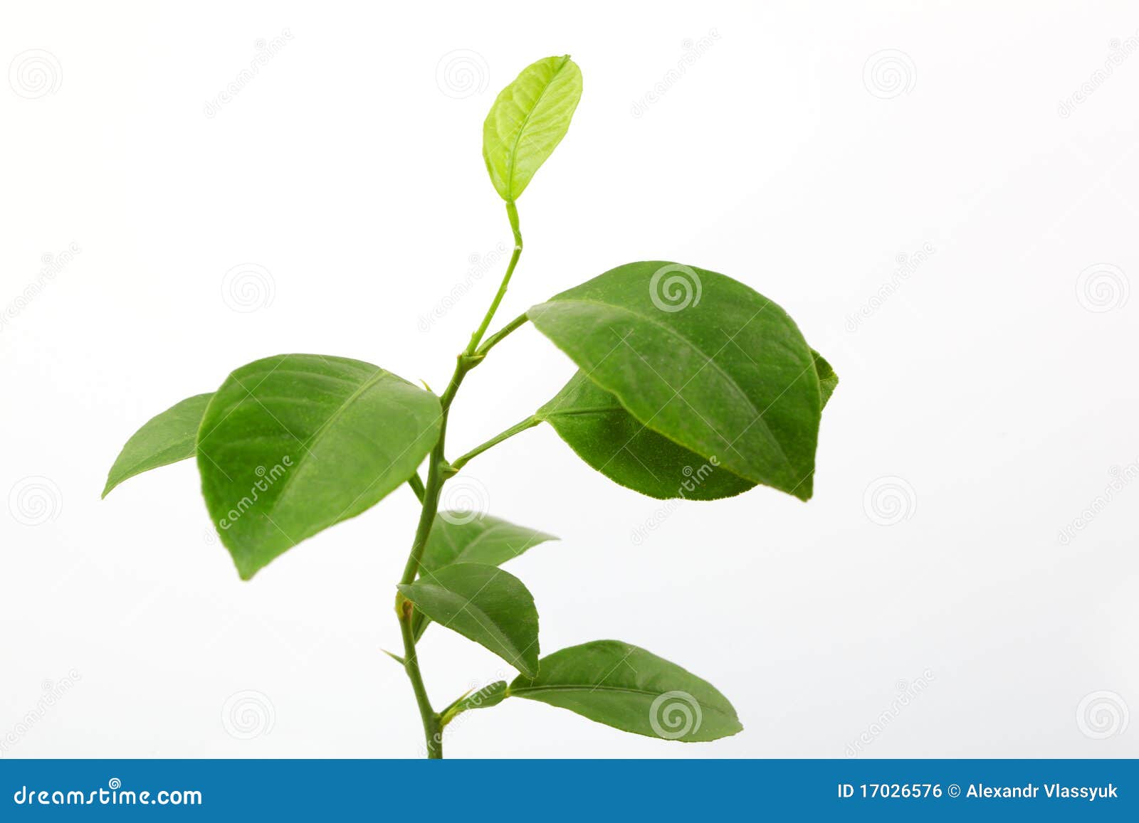 One Lemon On Leaves Stock Image | CartoonDealer.com #137113393