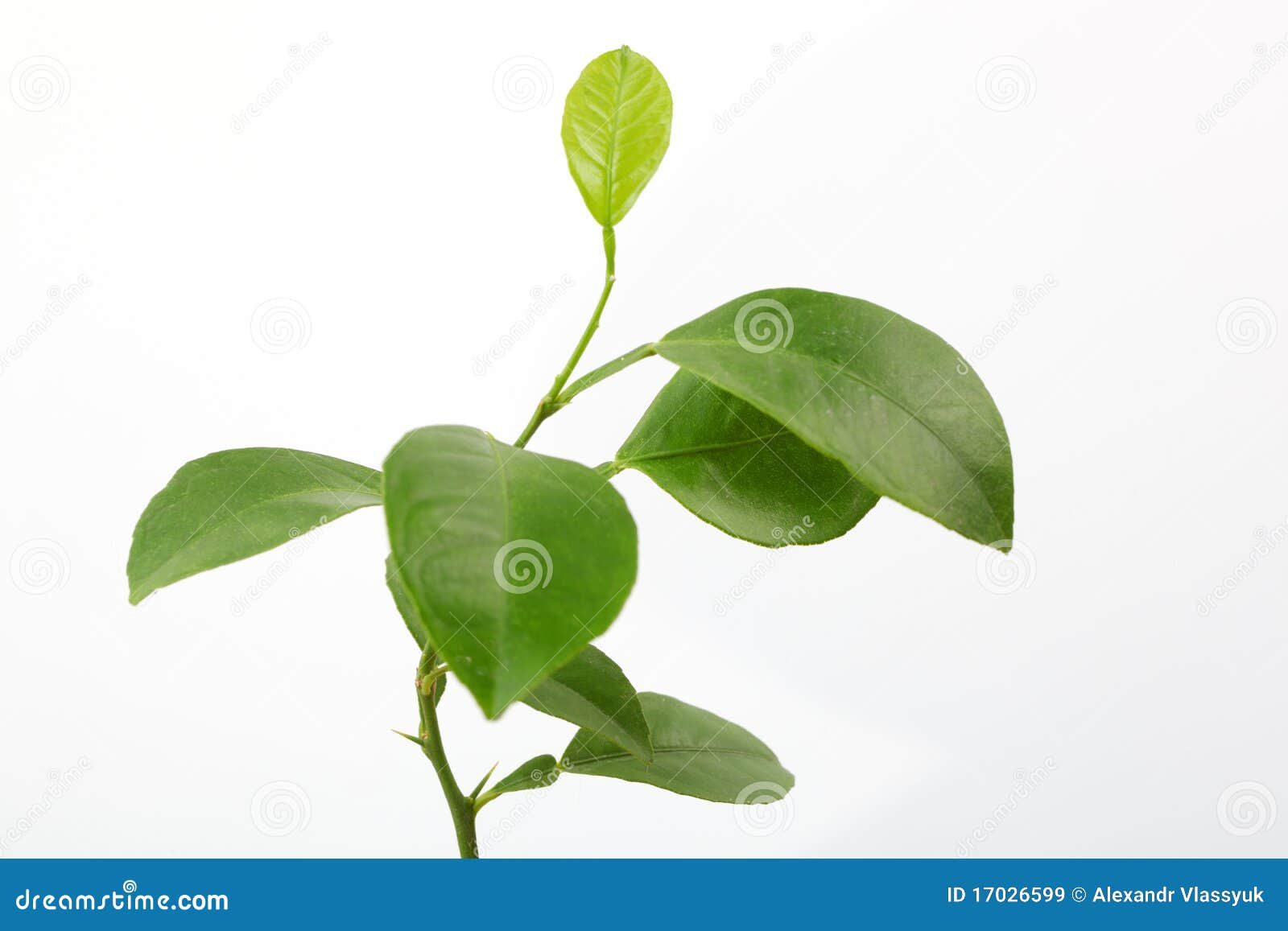 One Lemon On Leaves Stock Image | CartoonDealer.com #137113393
