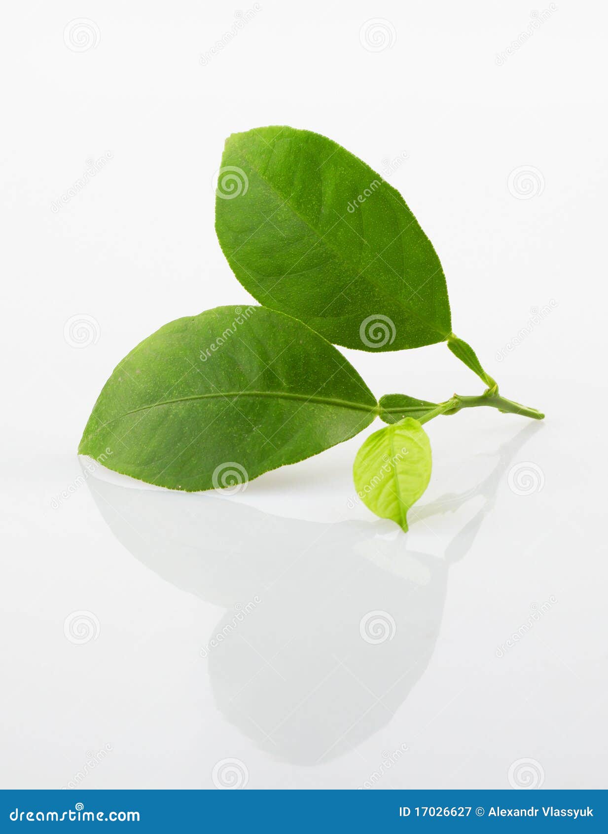 One Lemon On Leaves Stock Image | CartoonDealer.com #137113393