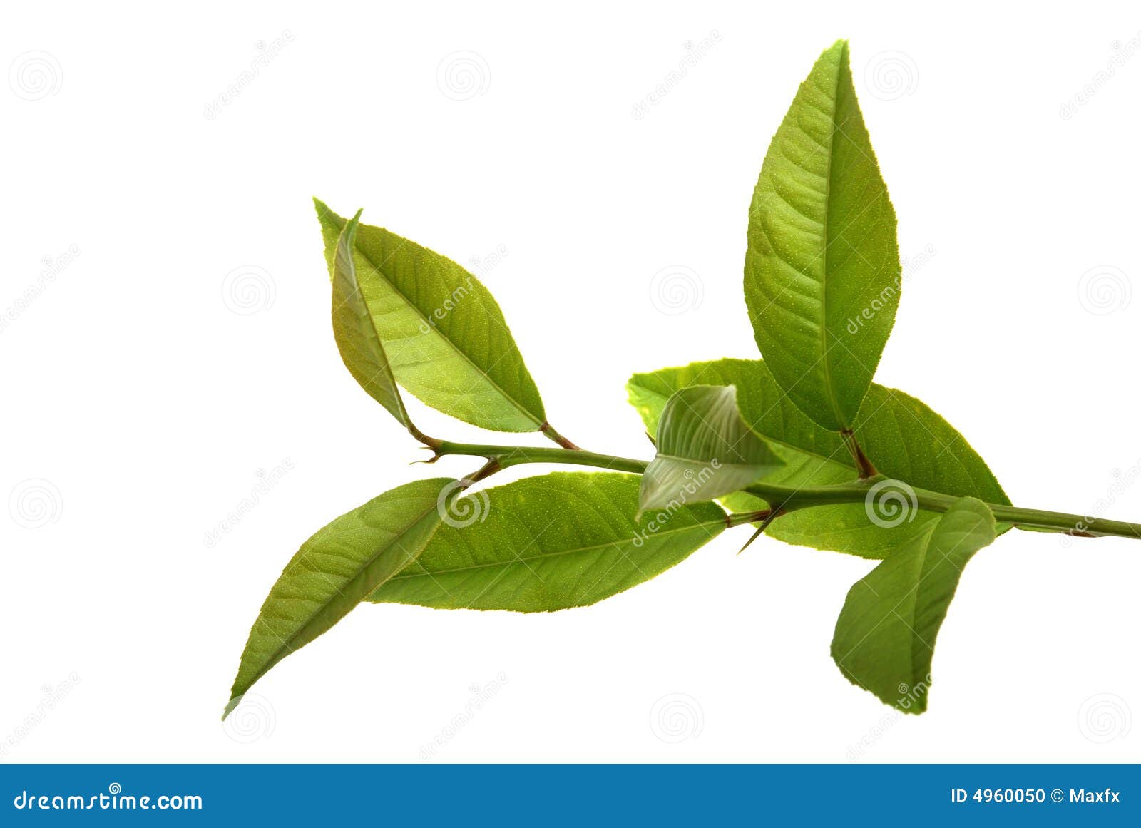 One Lemon On Leaves Stock Image | CartoonDealer.com #137113393