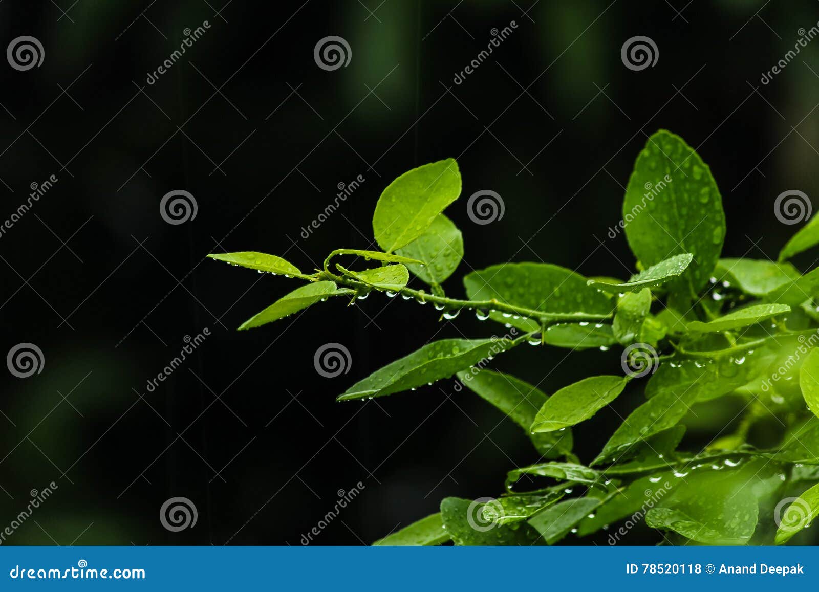 Fresh lemon leaves stock photo. Image of leaves, rainfall - 78520118
