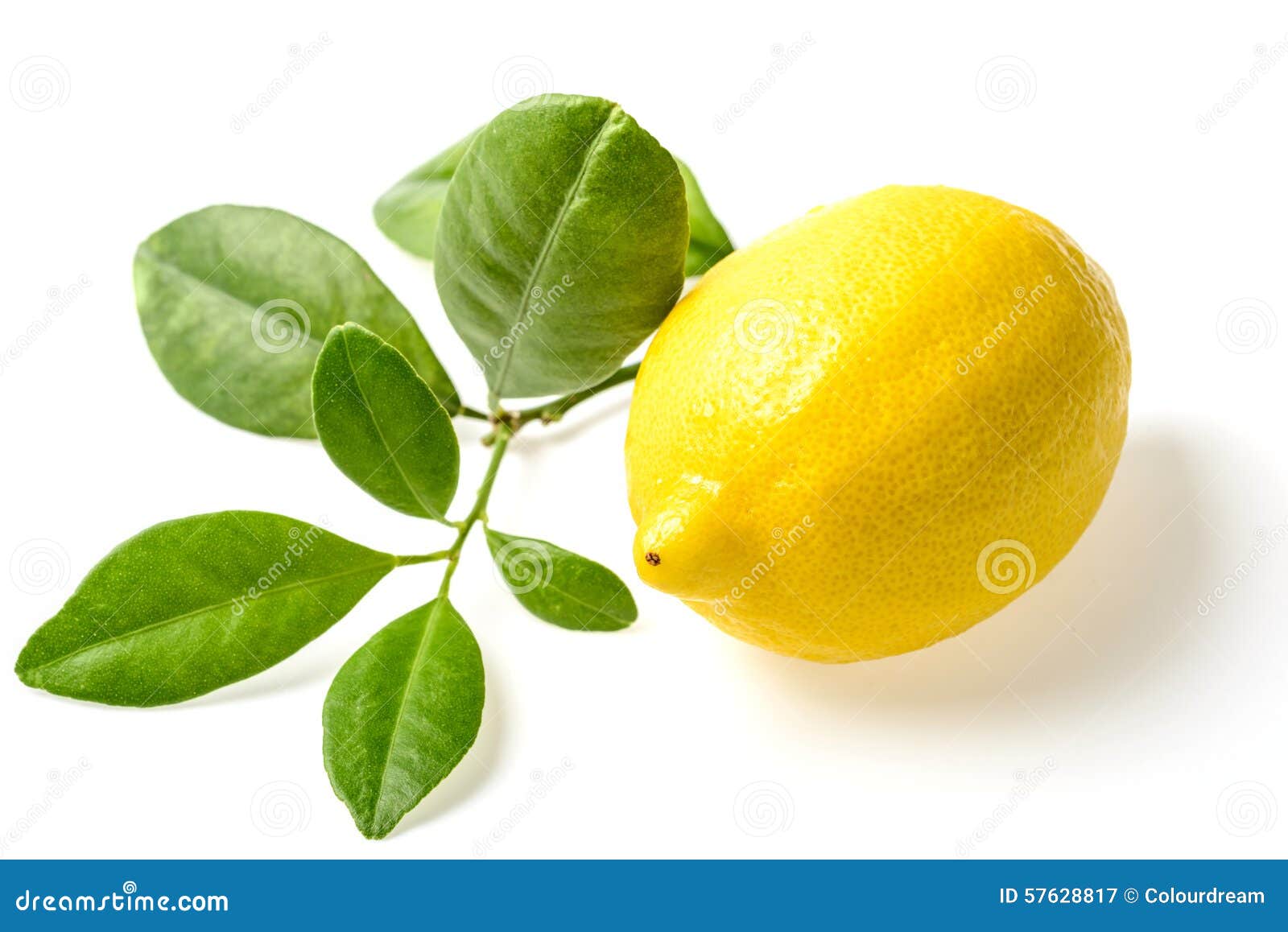 Fresh lemon and leaves stock image. Image of fresh, lemon - 57628817
