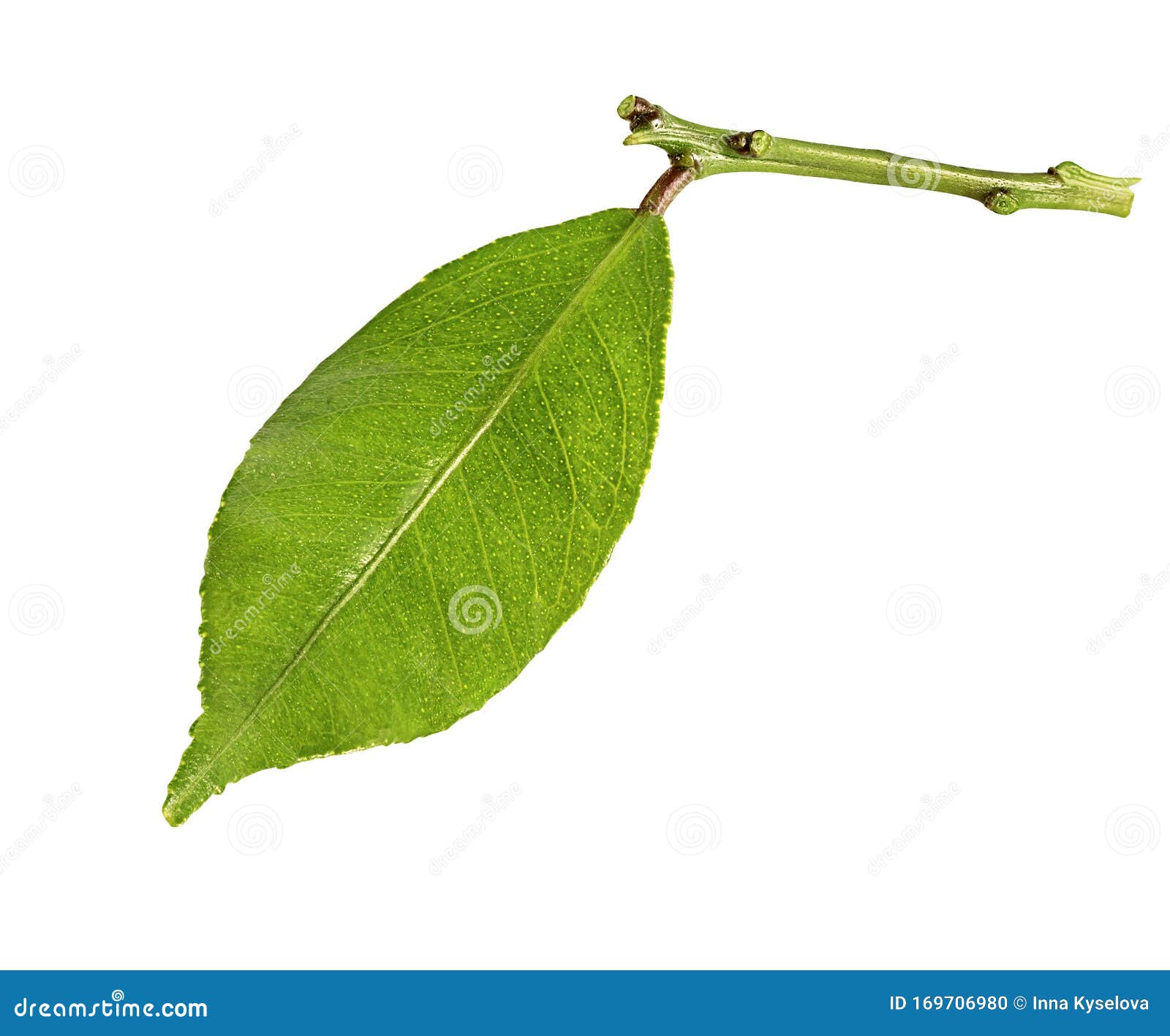 Fresh Lemon and Lime Leaf Isolated on White Stock Photo - Image of ...