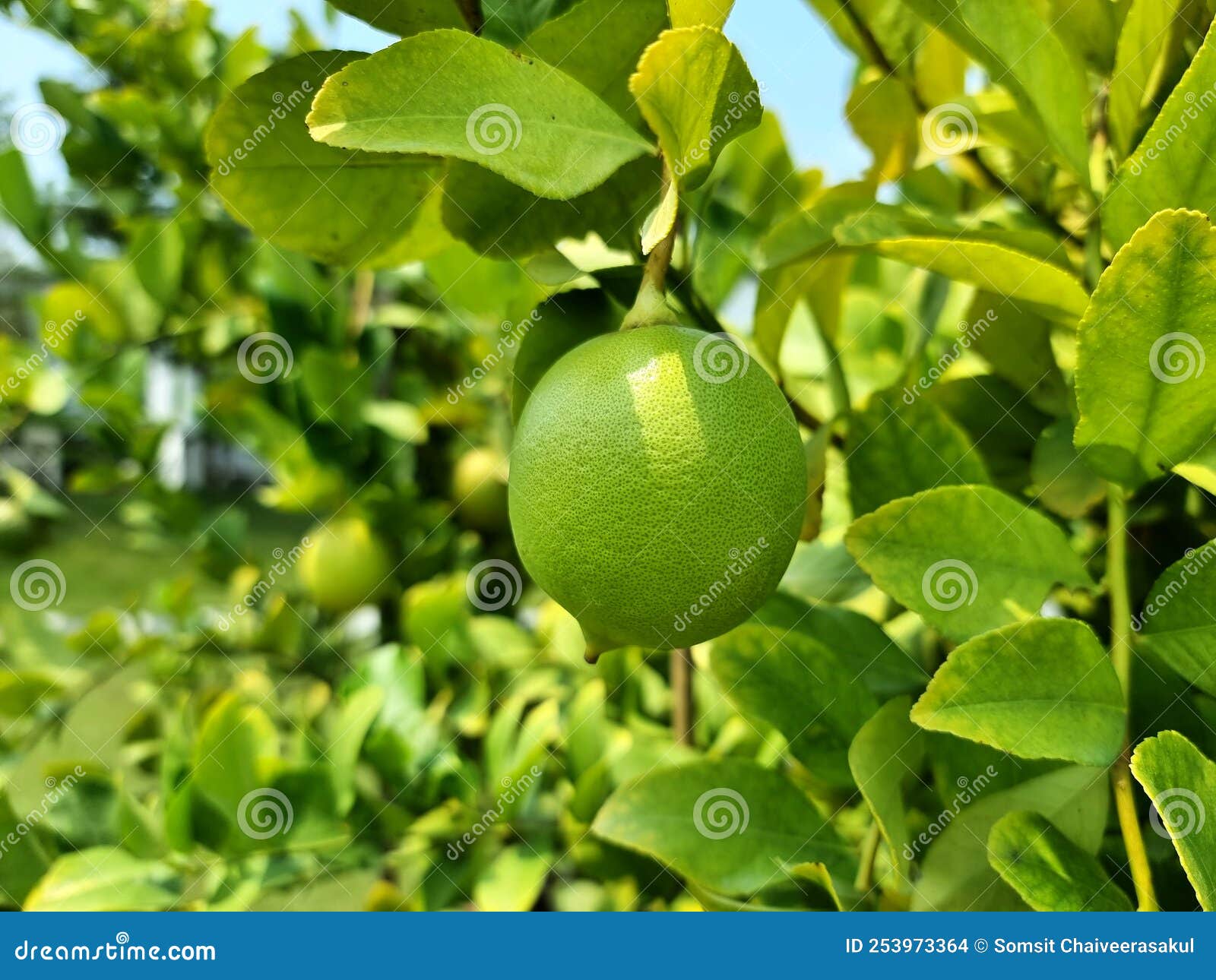 Fresh lemon tree stock photo. Image of natural, produce - 253973364