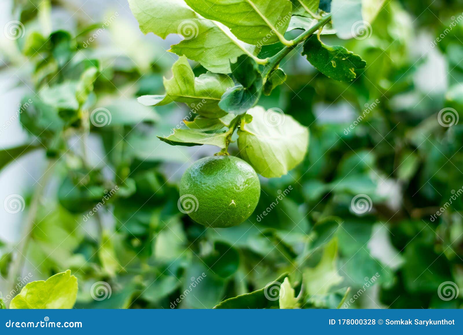 Fresh lemon on tree stock photo. Image of cultivated - 178000328