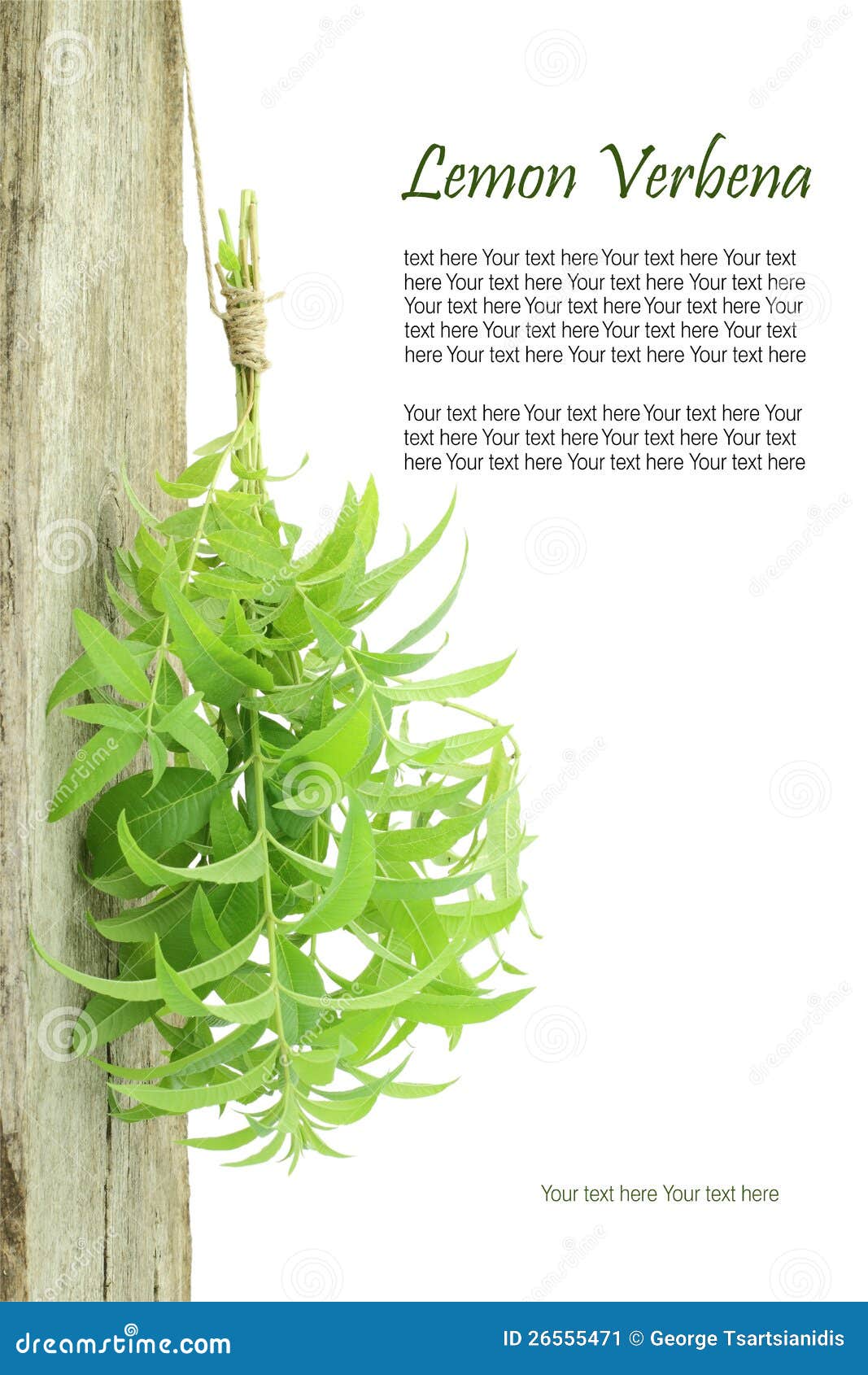 Fresh lemon verbena stock image. Image of herbs, country - 26555471