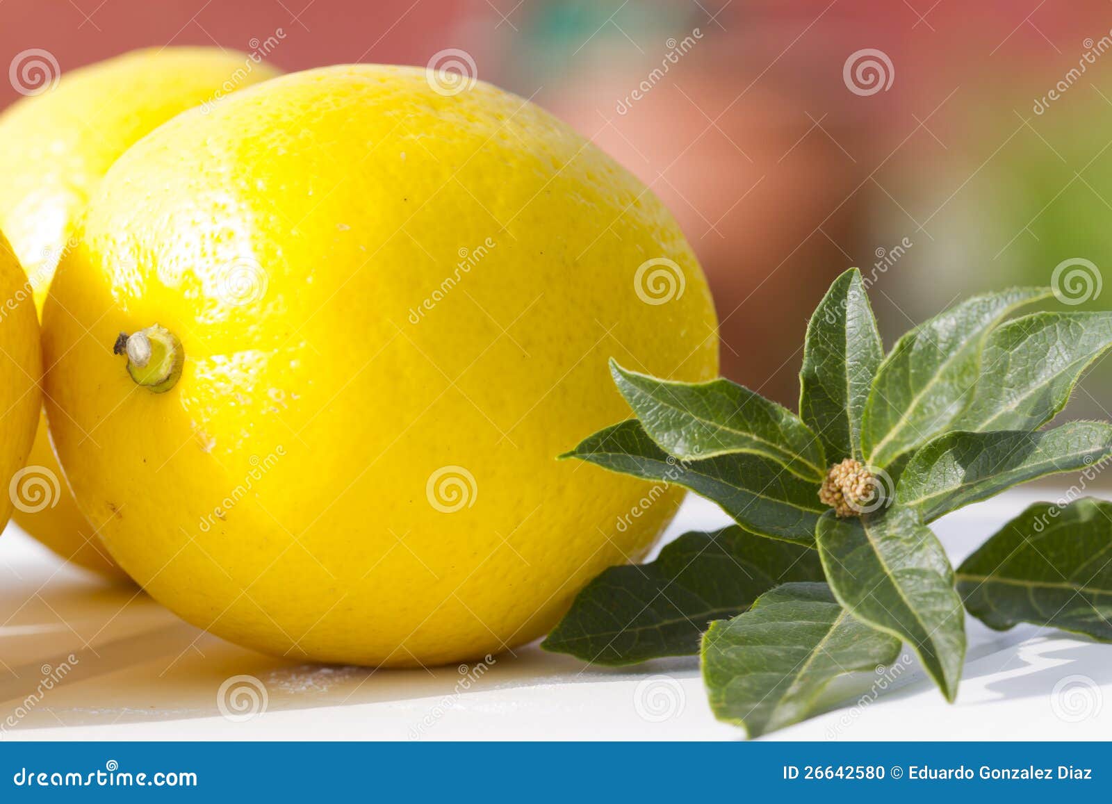 Fresh lemons stock photo. Image of yellow, green, healthy - 26642580