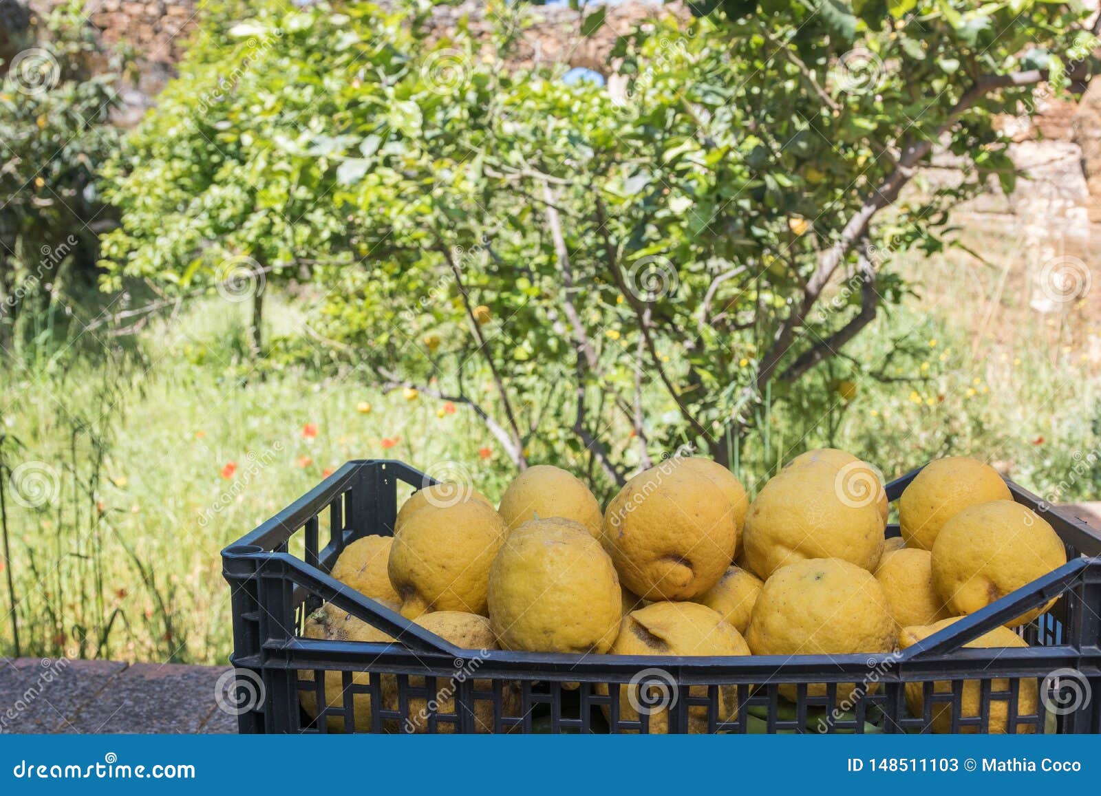 Fresh lemons in a box stock image. Image of group, farm - 148511103