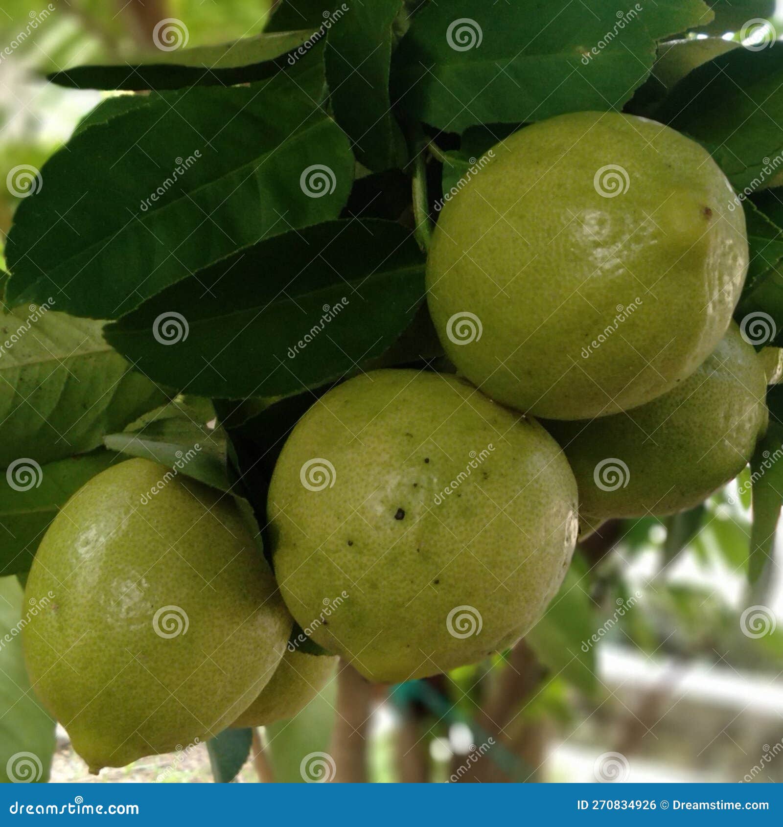 Fresh lemons stock photo. Image of grows, citron, lime - 270834926