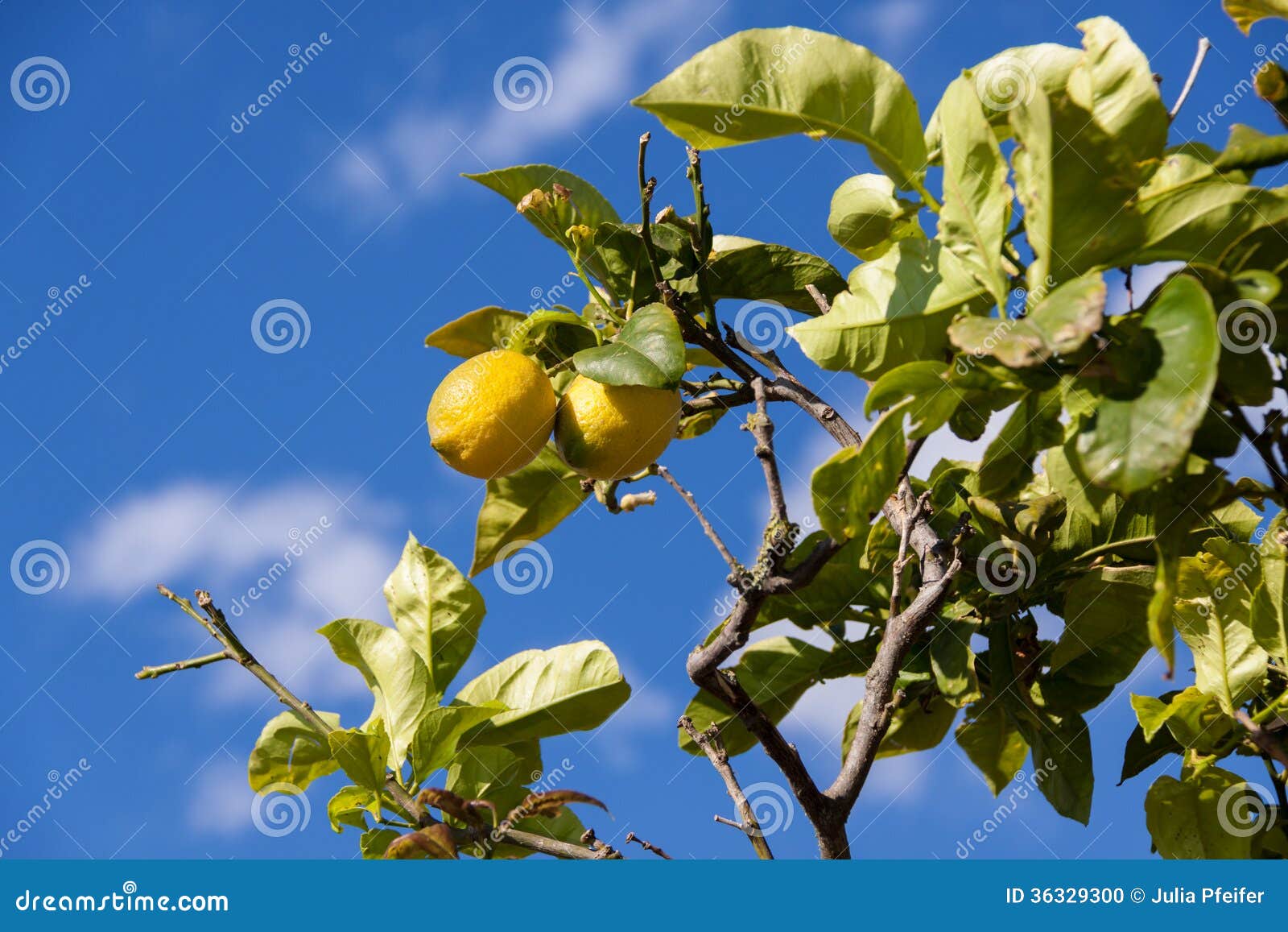 Fresh Lemons on Lemon Tree Blue Sky Nature Summer Stock Photo - Image ...