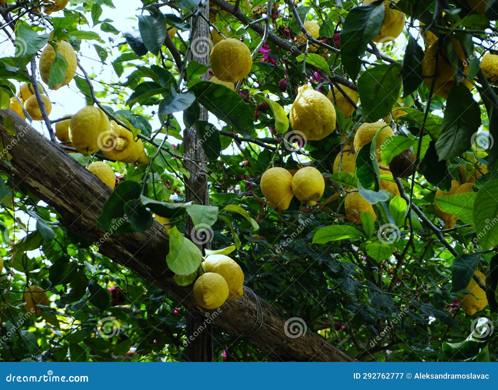 Fresh Lemons on the Lemon Tree Growing in the Orchard Stock Image ...