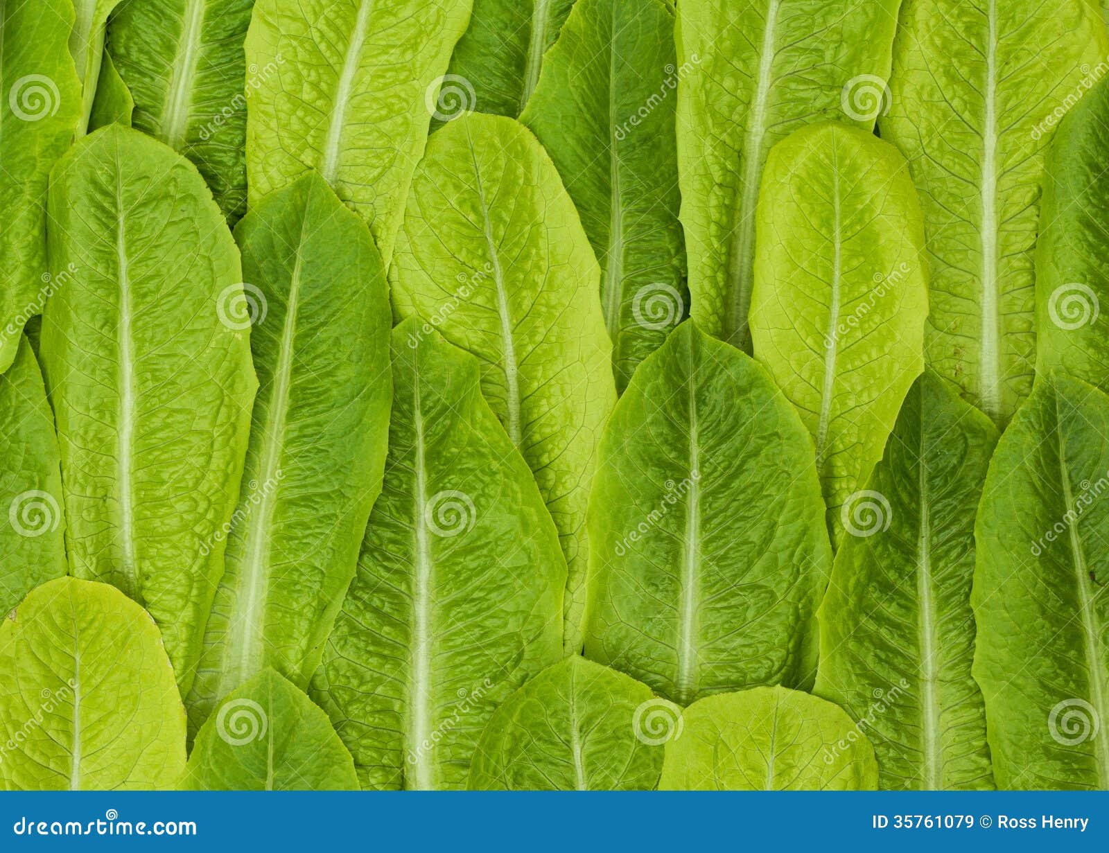 Fresh Lettice Leafs stock image. Image of texture, produce - 35761079