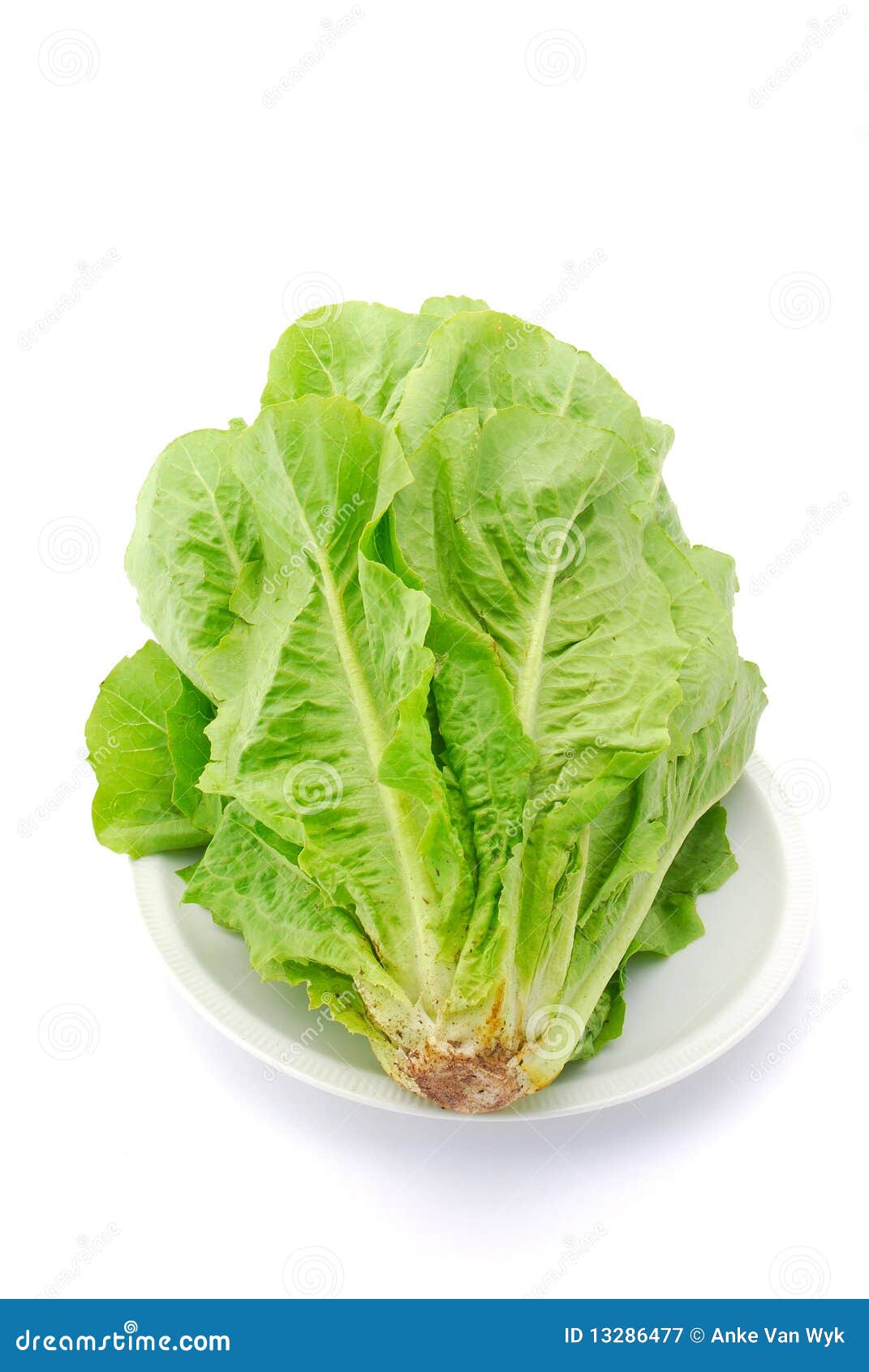 Fresh lettuce stock image. Image of salad, harvest, nutritious - 13286477