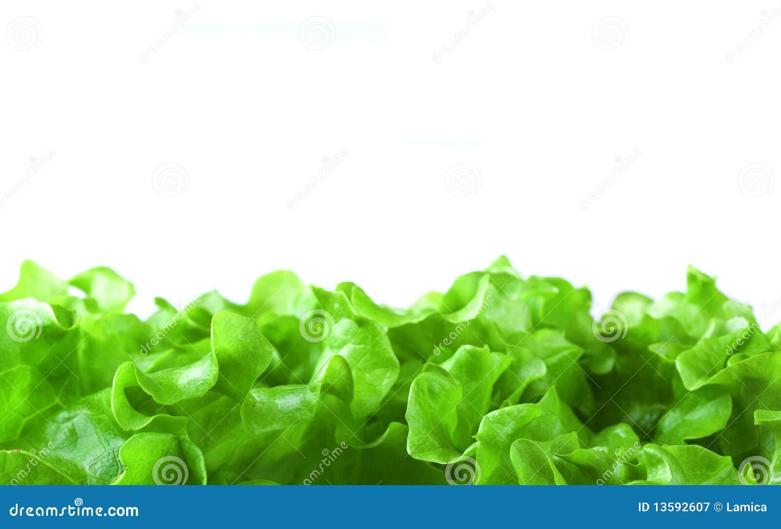 Fresh lettuce stock image. Image of lettuce, meadow, food - 13592607