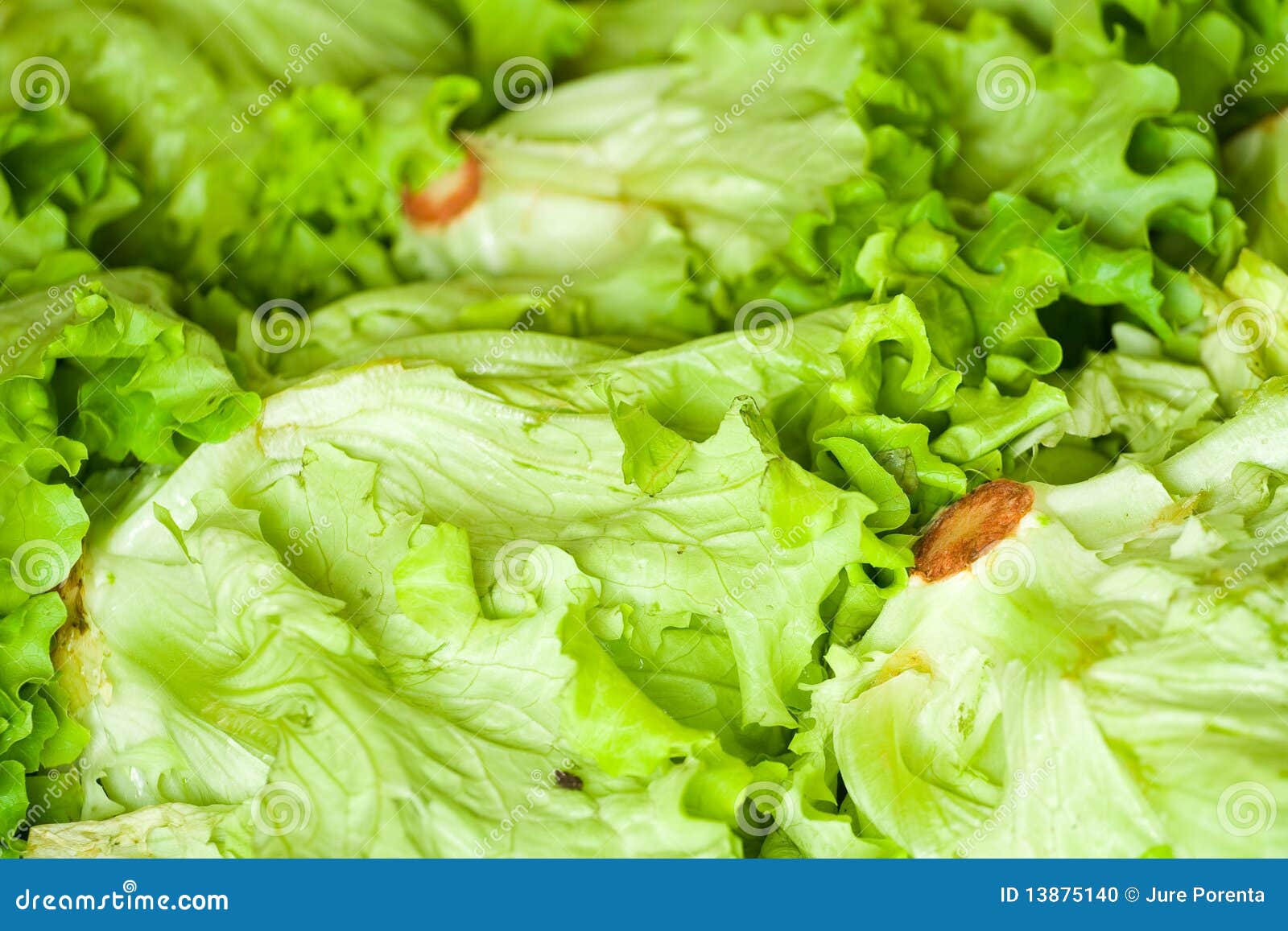 Fresh lettuce stock photo. Image of vegetable, organic - 13875140