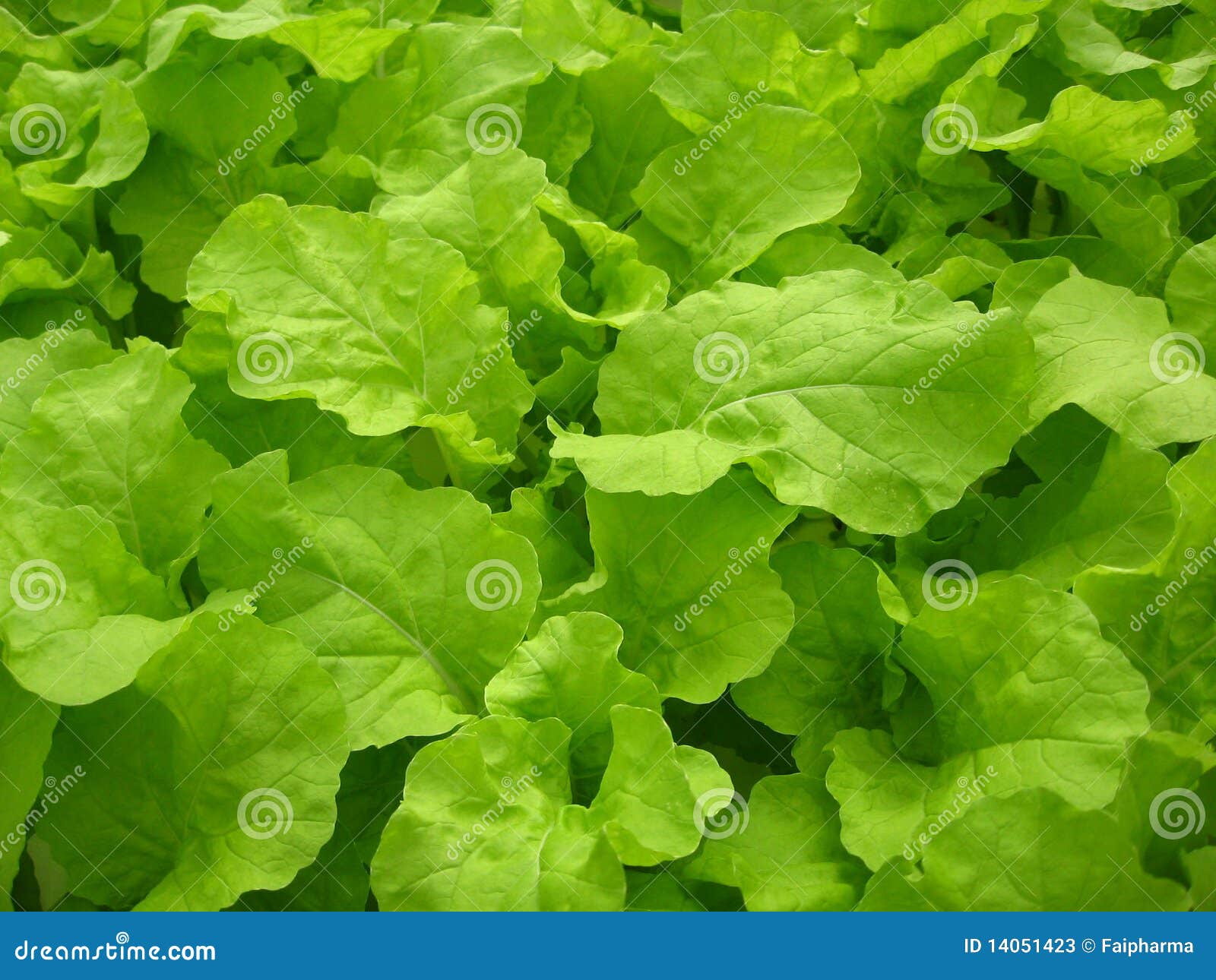 Fresh lettuce stock image. Image of flora, light, fresh - 14051423