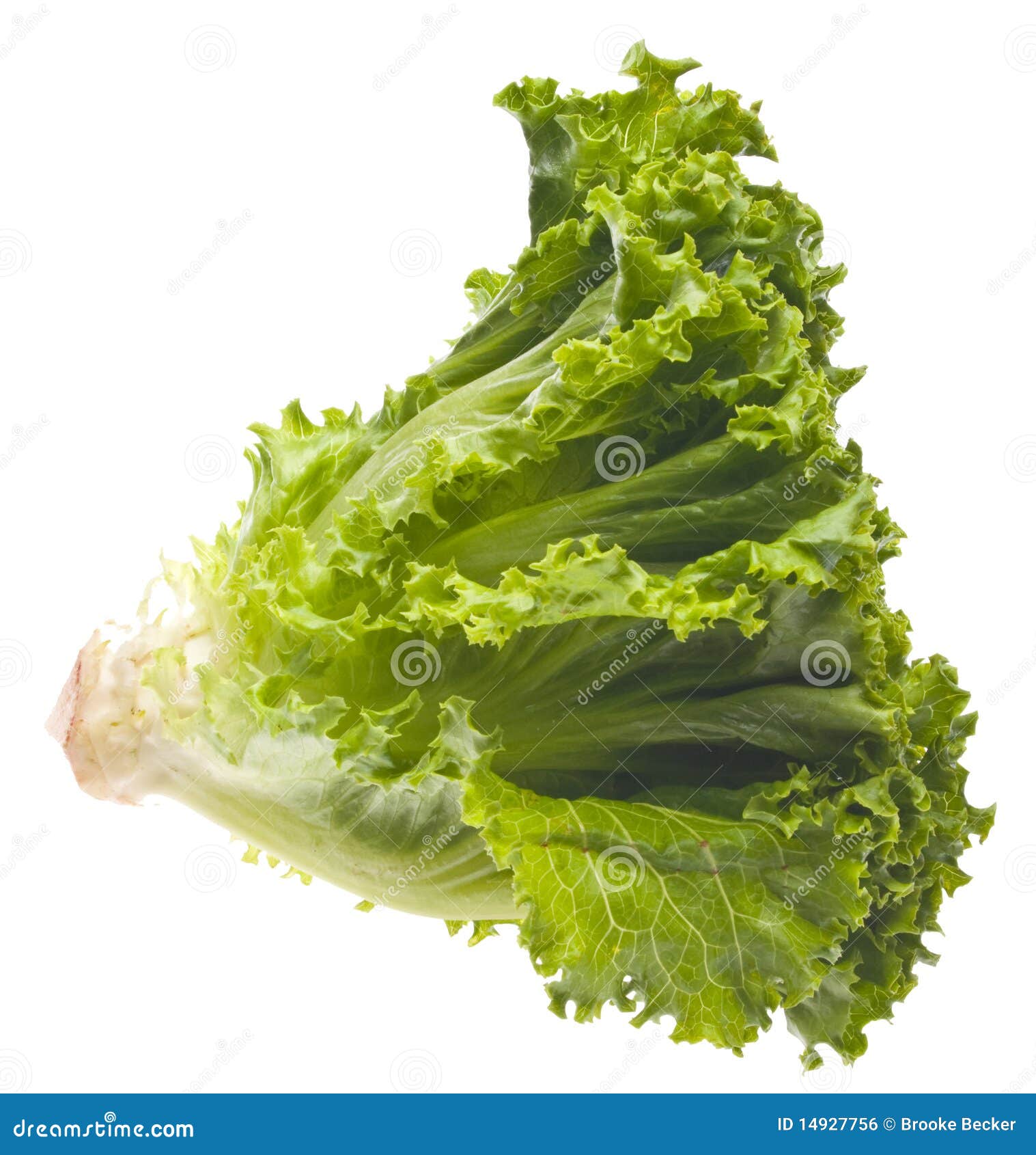Fresh Lettuce stock photo. Image of lunch, studio, food - 14927756
