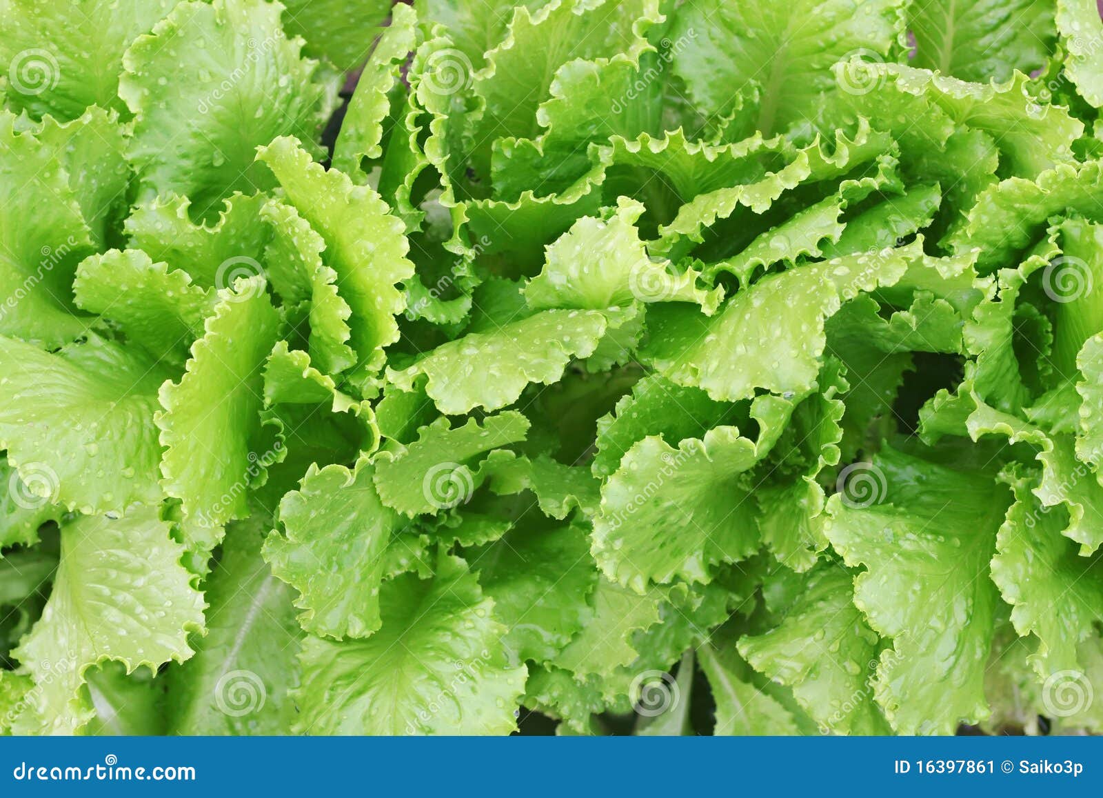 Fresh lettuce stock image. Image of horizontal, green - 16397861