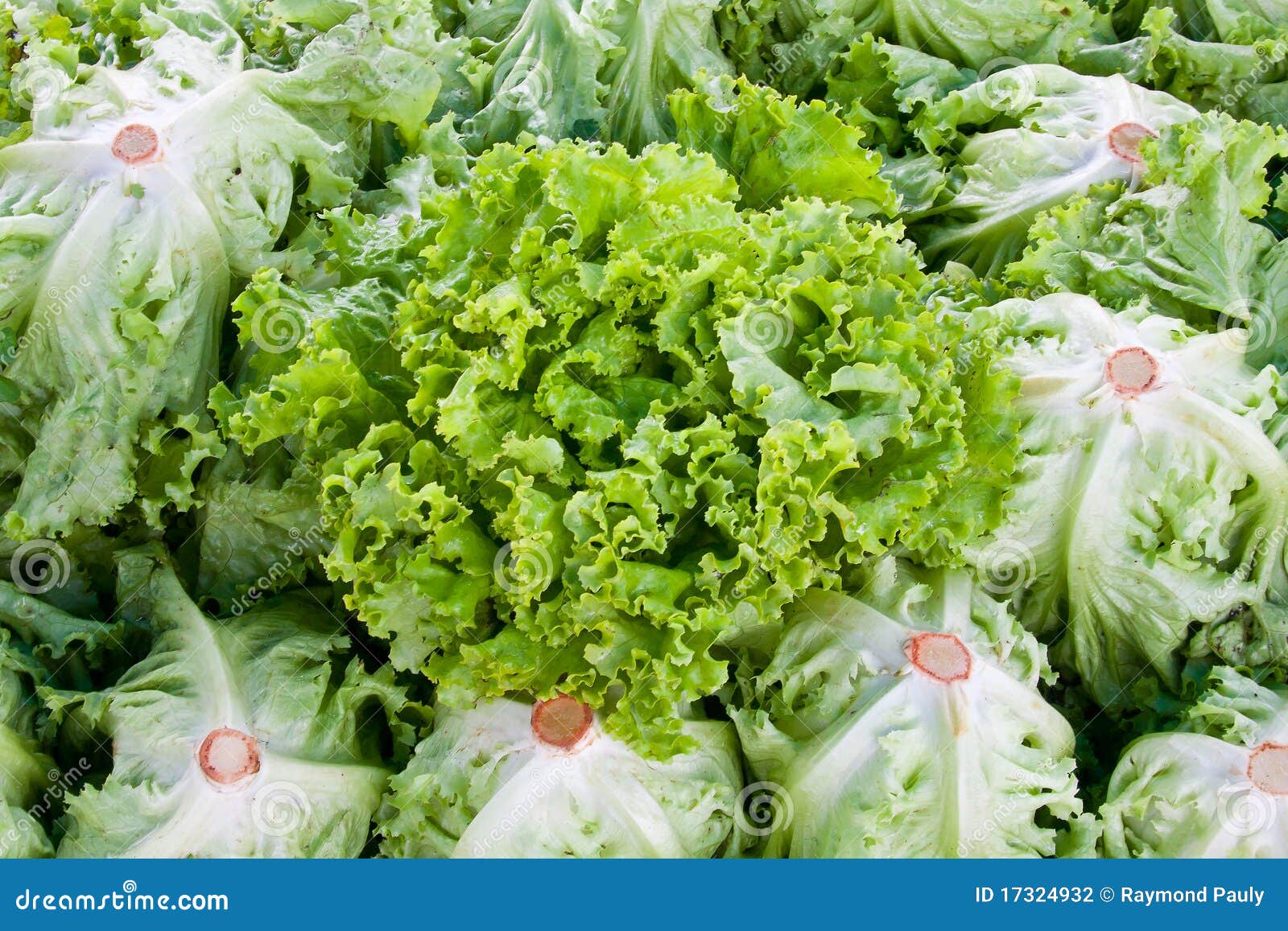 Fresh Lettuce stock photo. Image of green, salad, leaf - 17324932