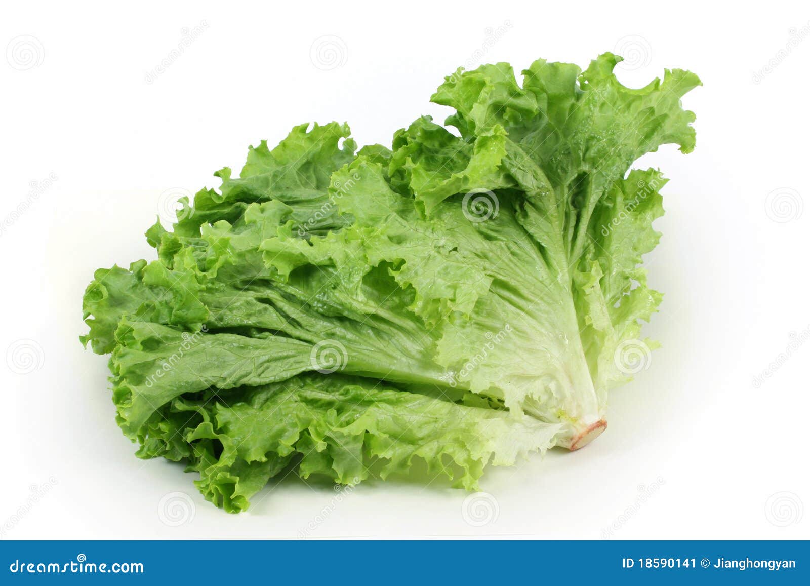 Fresh lettuce stock image. Image of harvested, diet, lettuce - 18590141