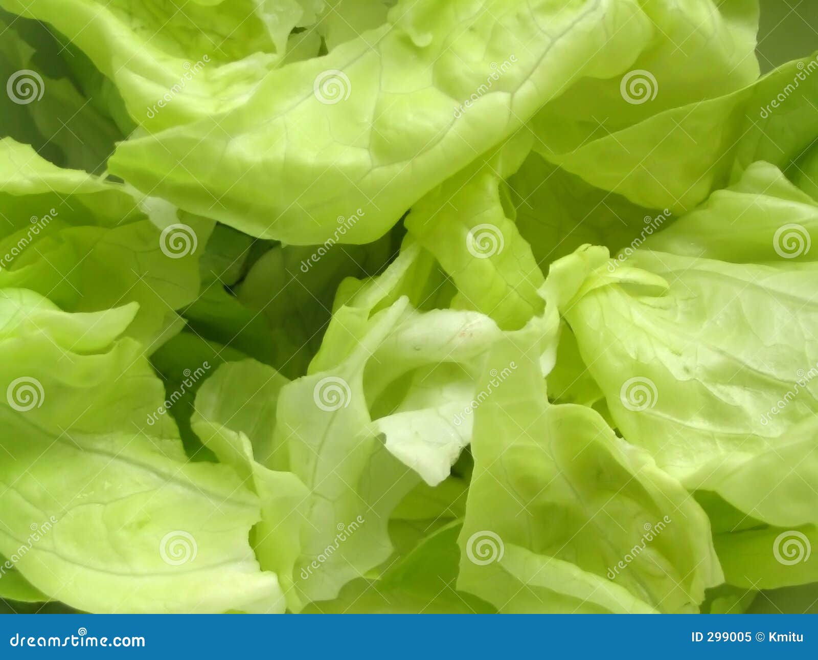 Fresh lettuce #2 stock image. Image of bright, healthy - 299005