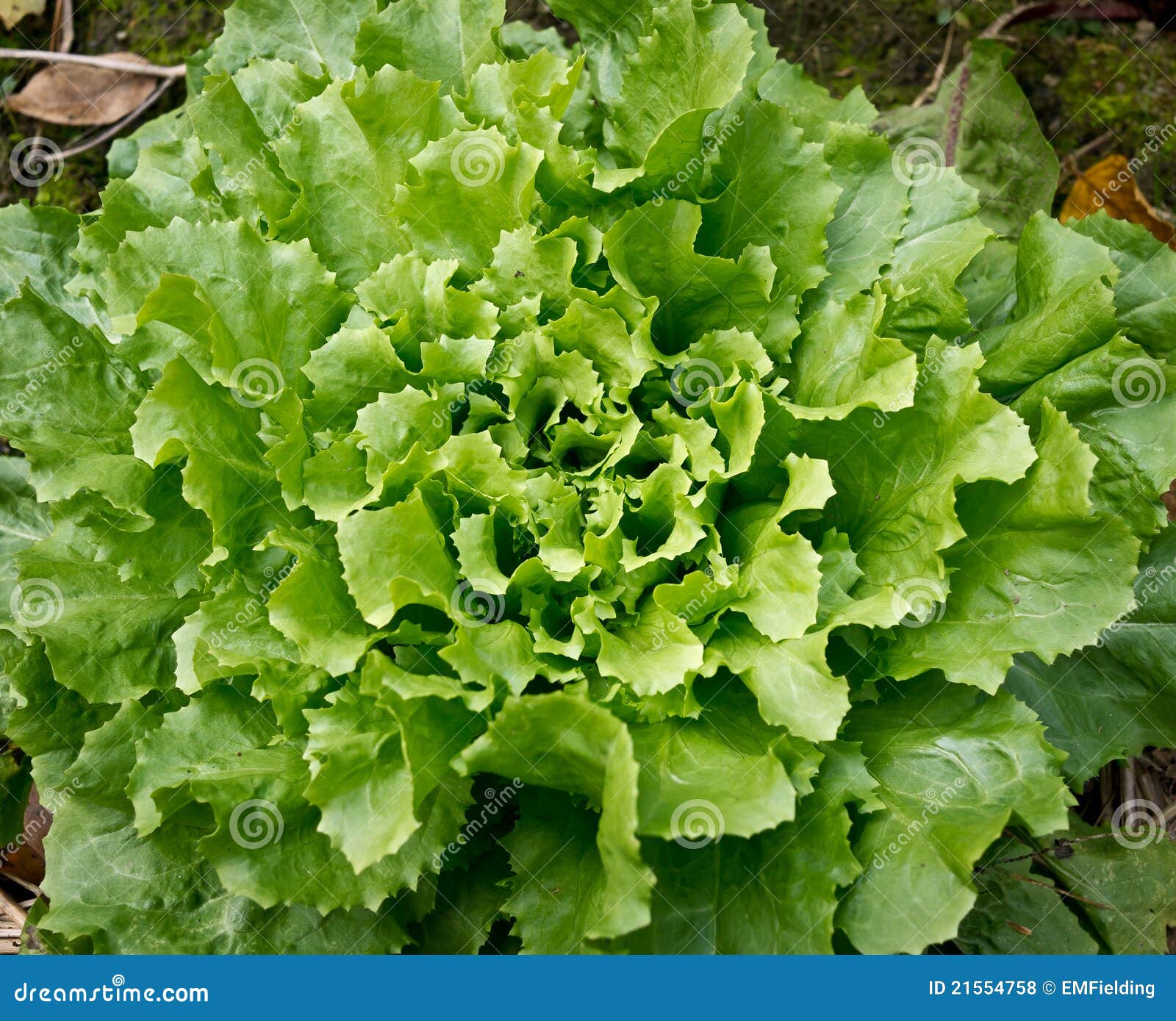 Fresh Lettuce stock photo. Image of fresh, home, harvest - 21554758