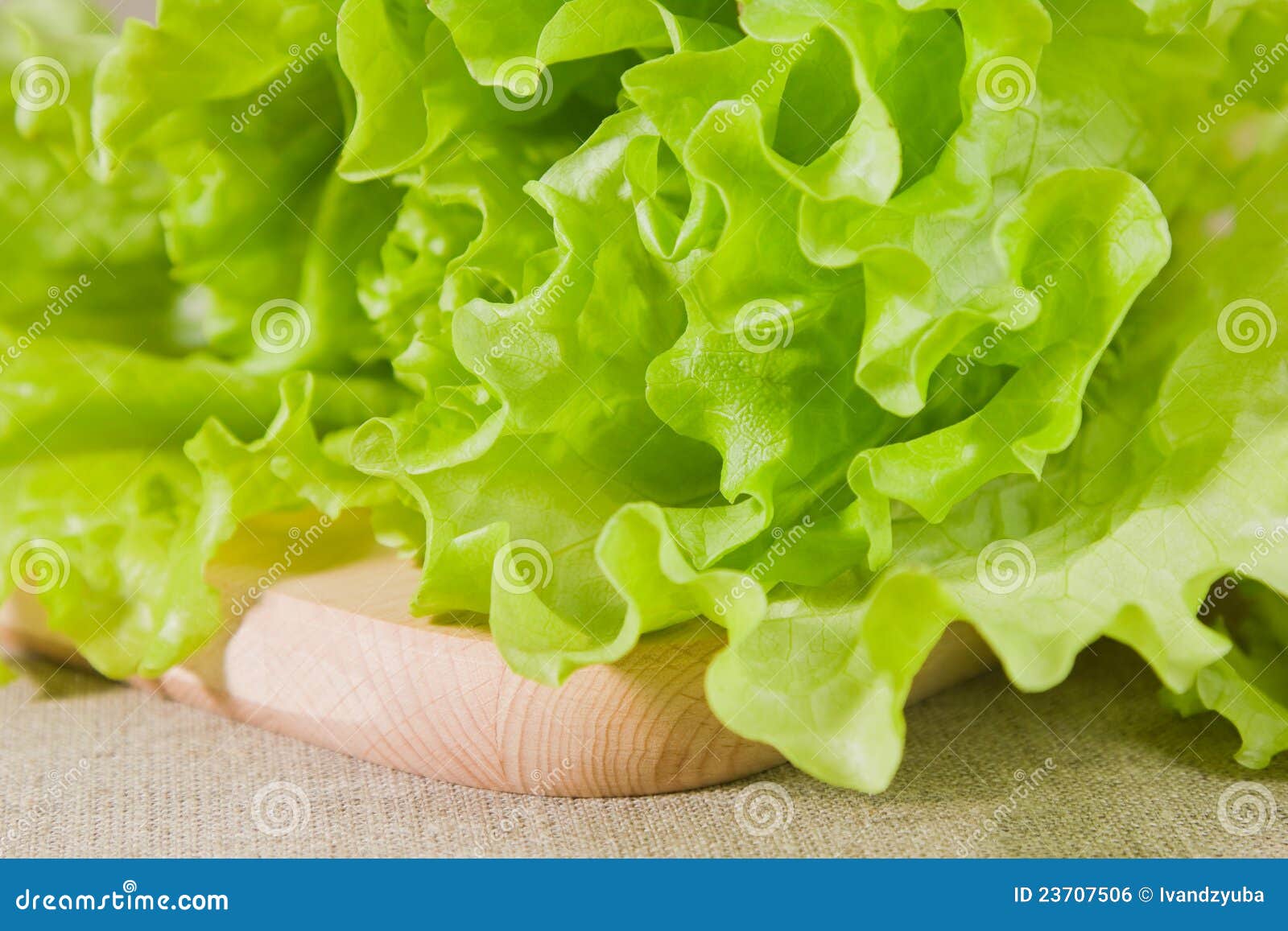 Fresh lettuce stock photo. Image of head, healthy, ingredient - 23707506